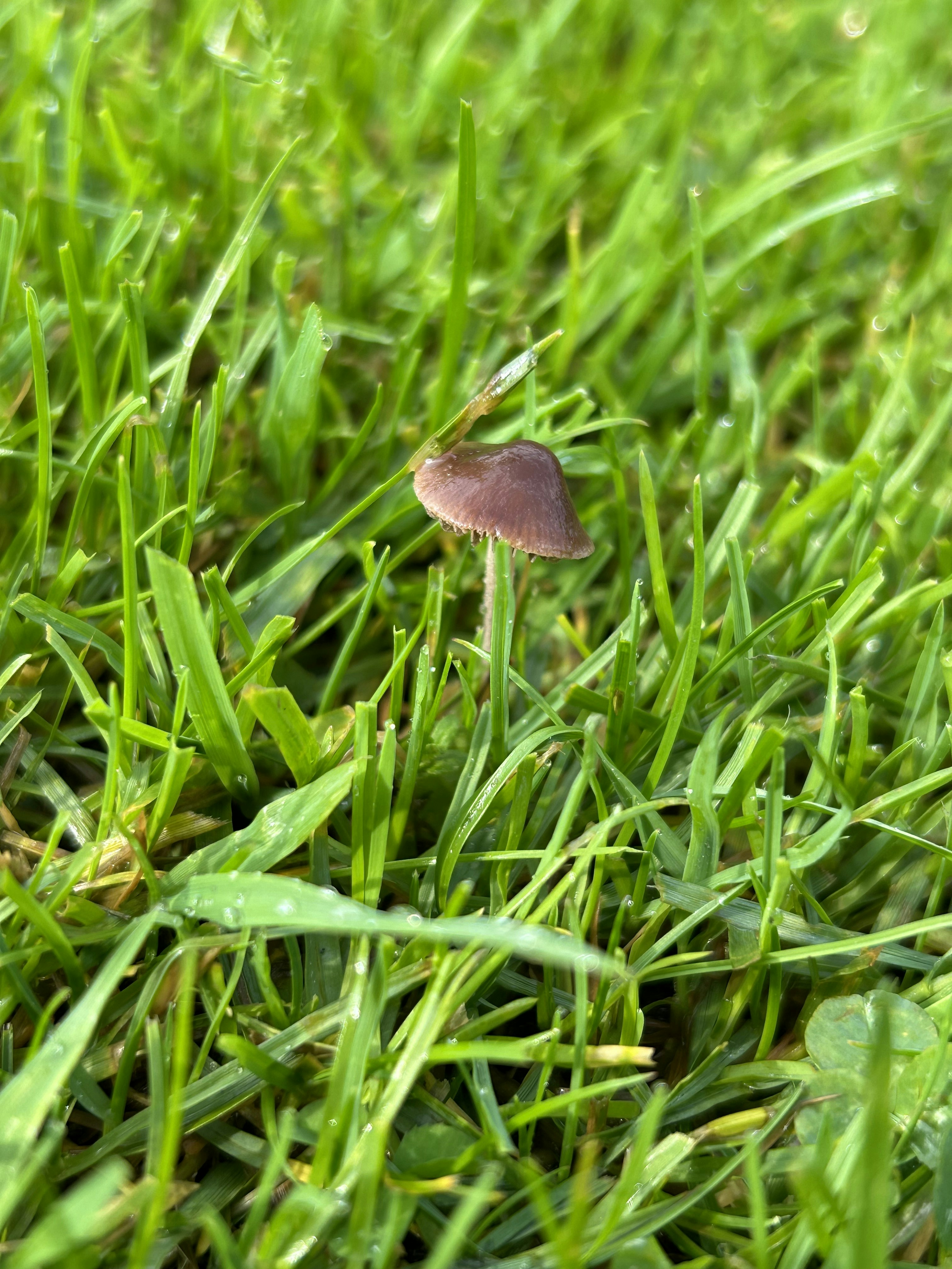 Tiny Brown Mushroom Guards a Meadow of Emerald Grass