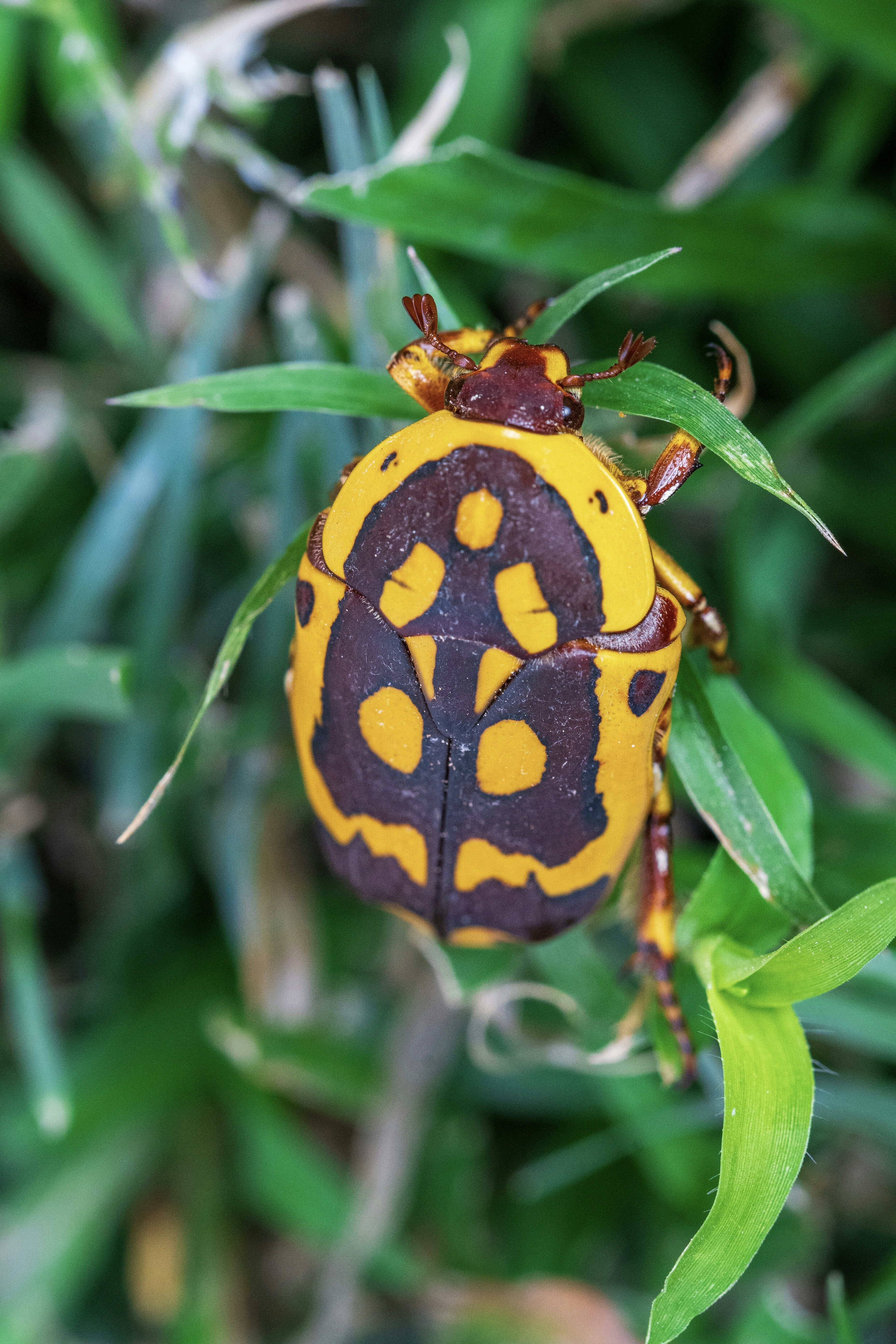 Harlequin Beetle in Bold Yellow Armor on Green Foliage