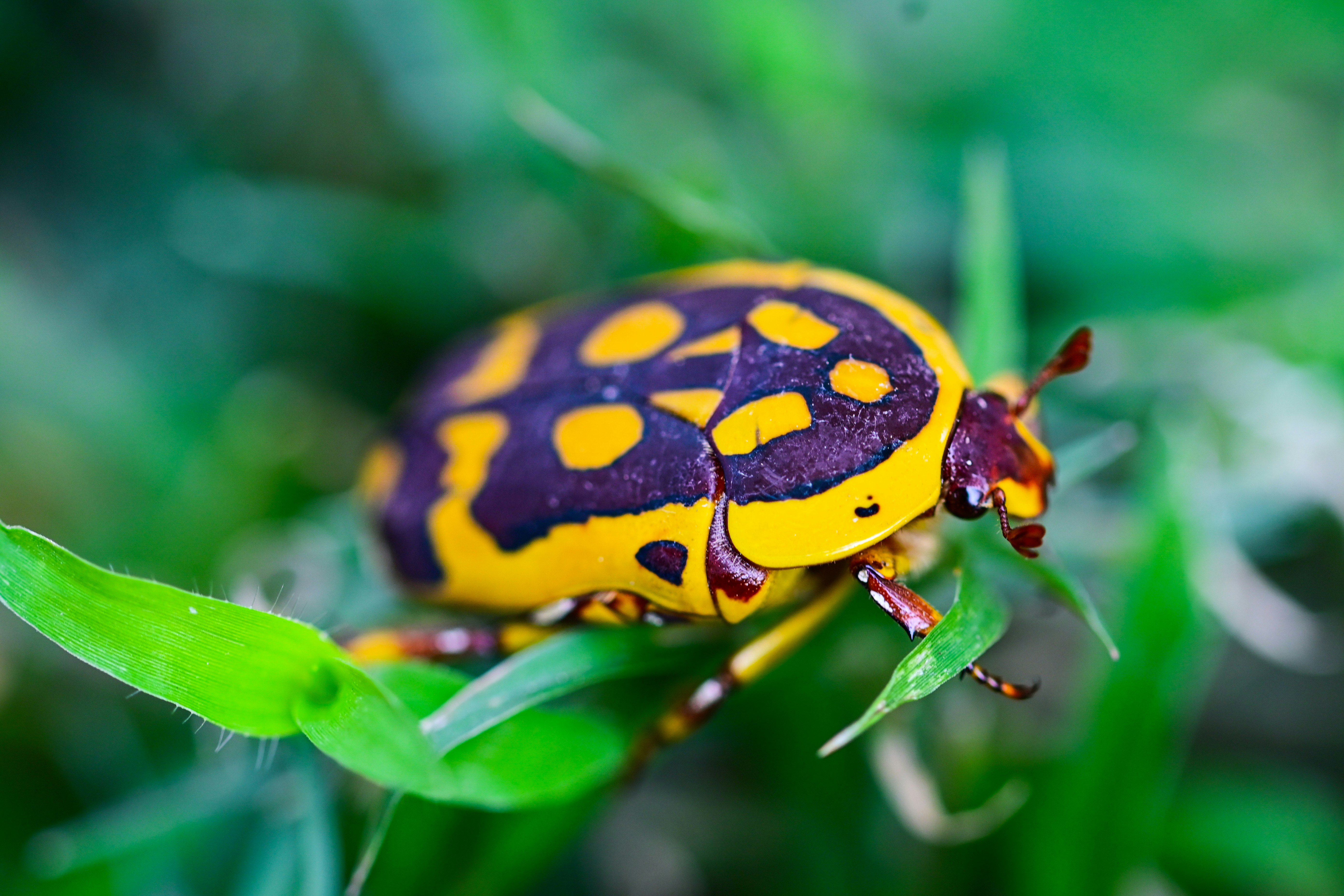 A yellow and purple bug sitting on top of a green leaf photo – Free ...