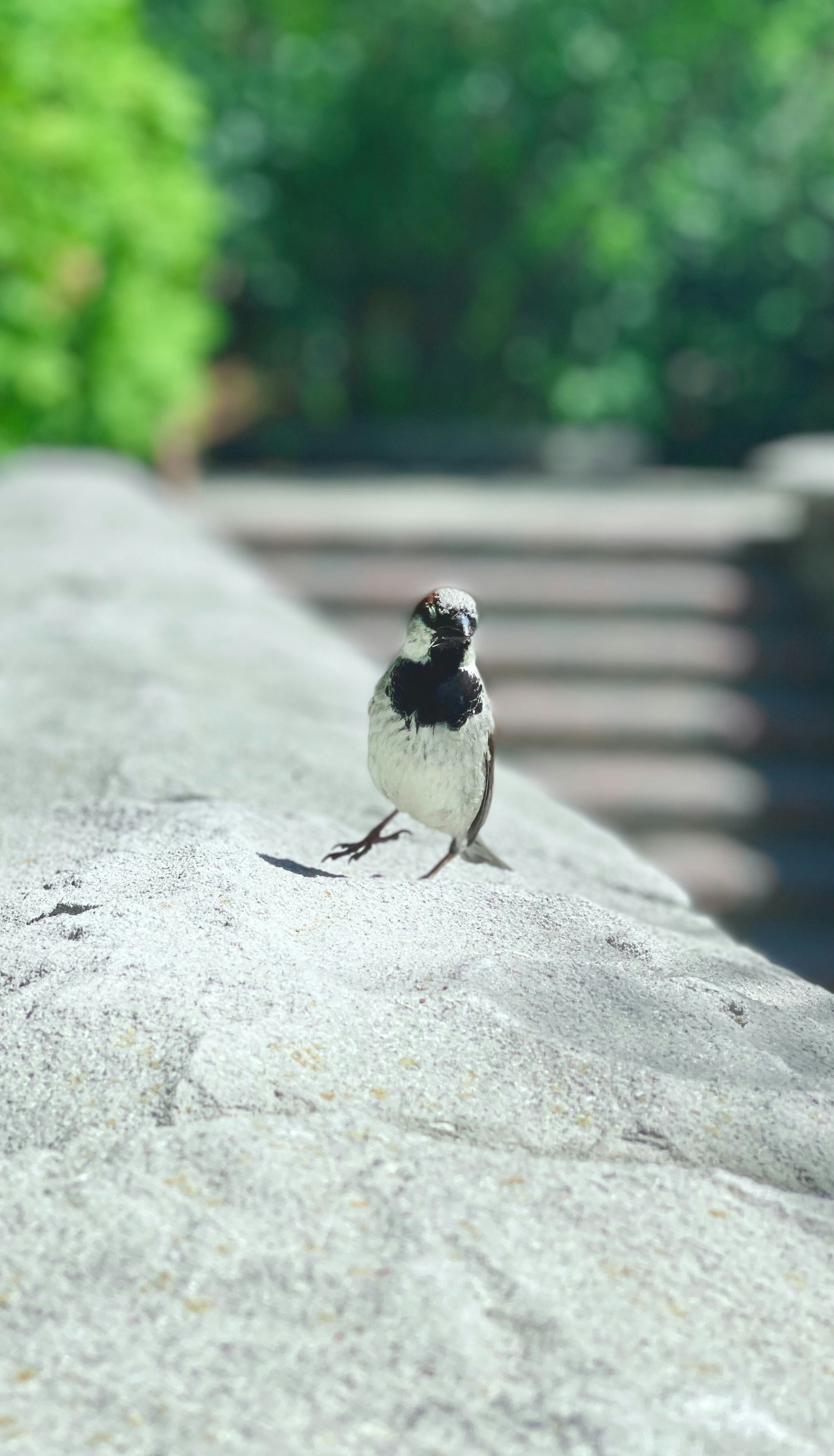 Sparrow Sentinel on a Sun-Washed Stone Railing