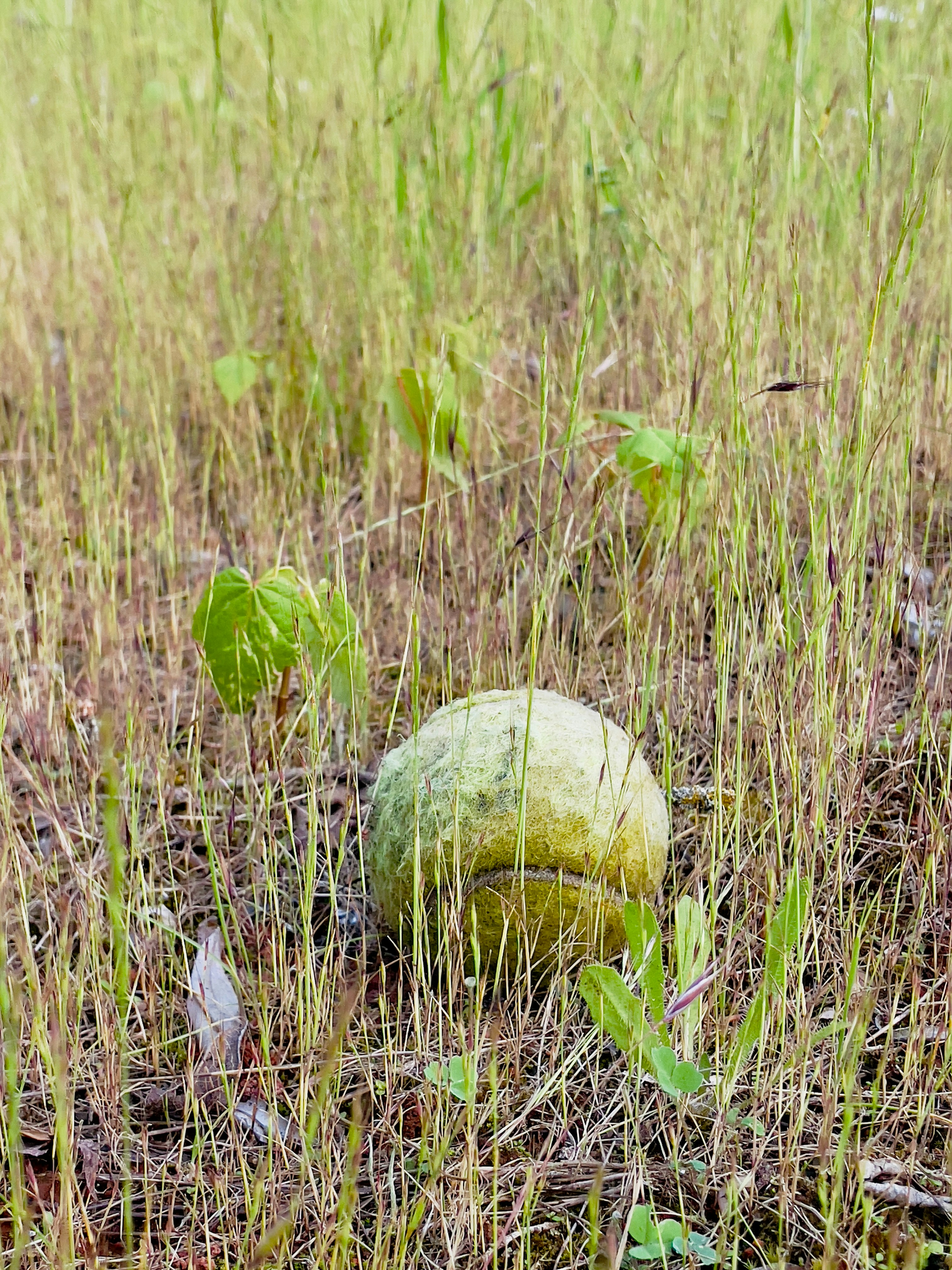 Moss-Wrapped Stone Orb in a Quiet Meadow