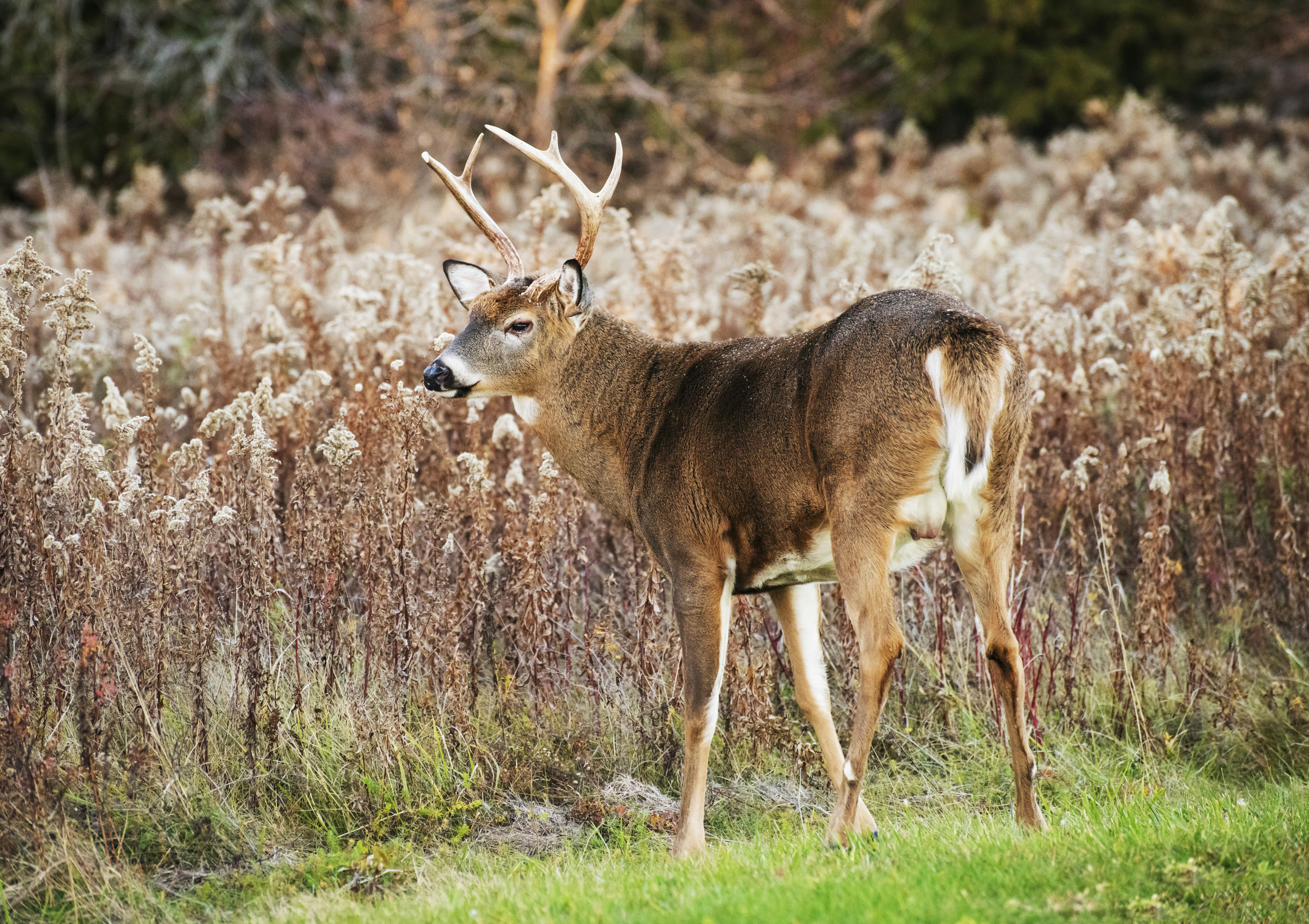 Photographed this beautiful buck during sunset in Alberta, Canada - Mr A
