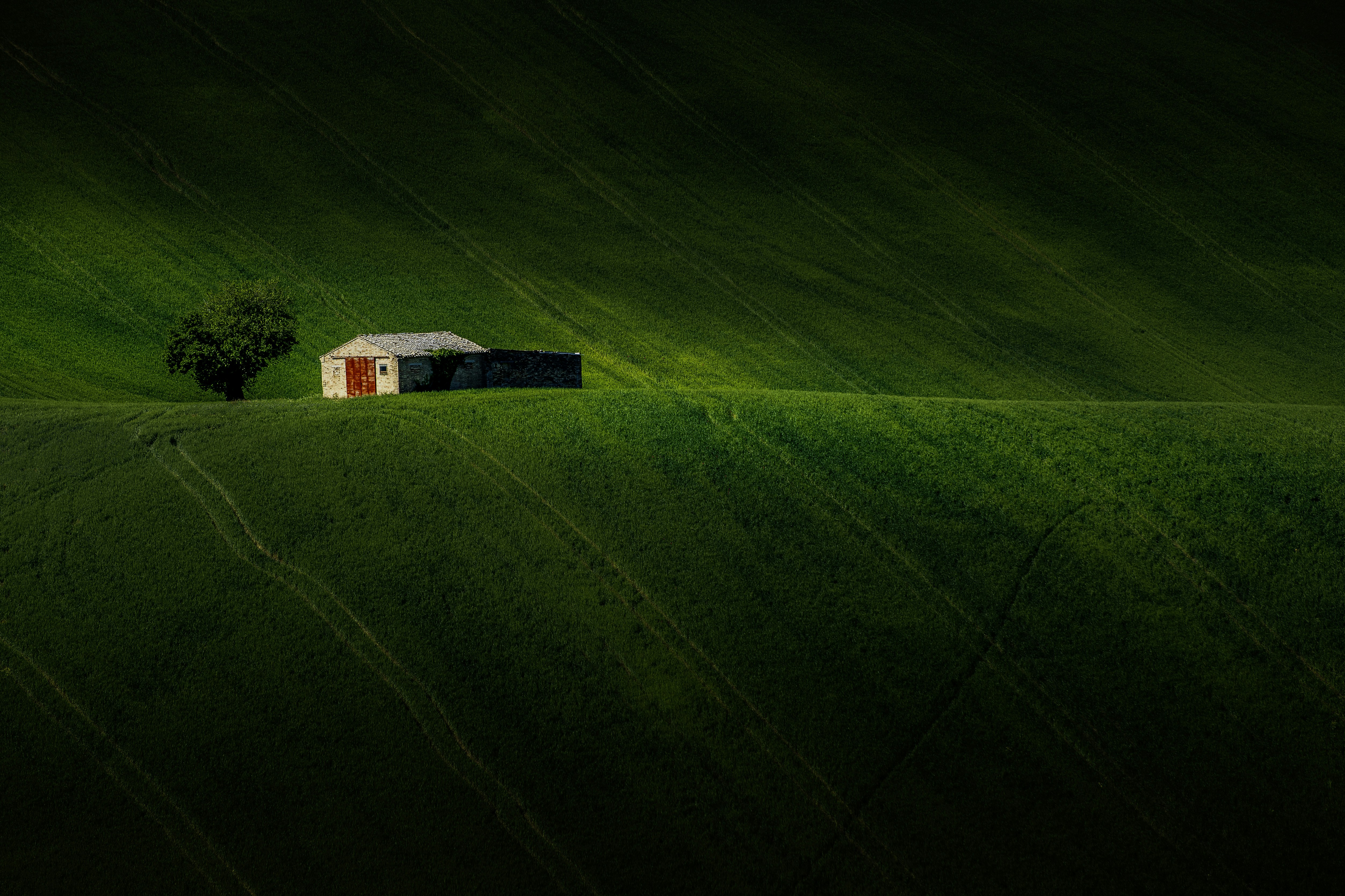 Solitude on the Emerald Hillside