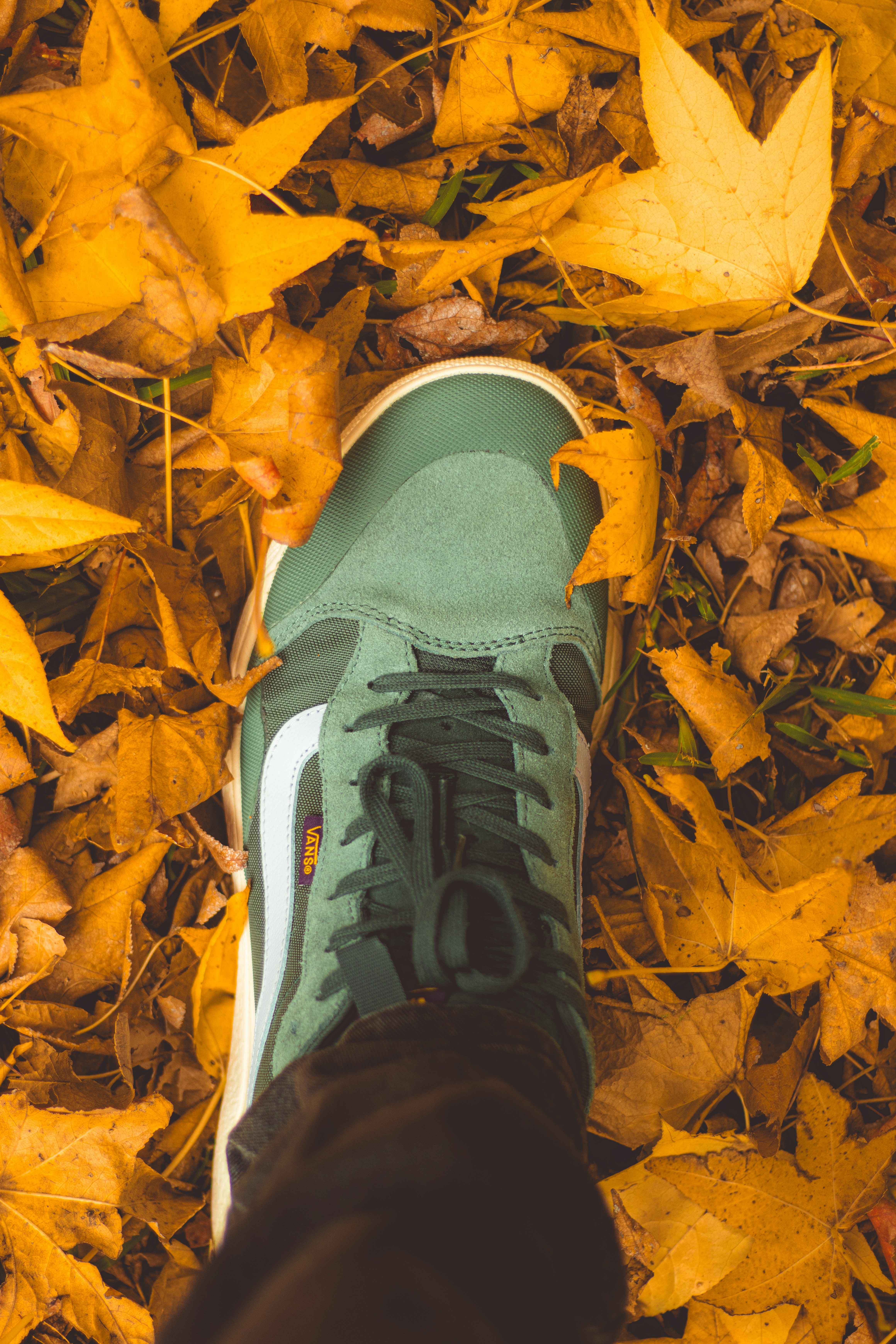 Emerald Sneaker Among Golden Leaves: A Quiet Fall Frame