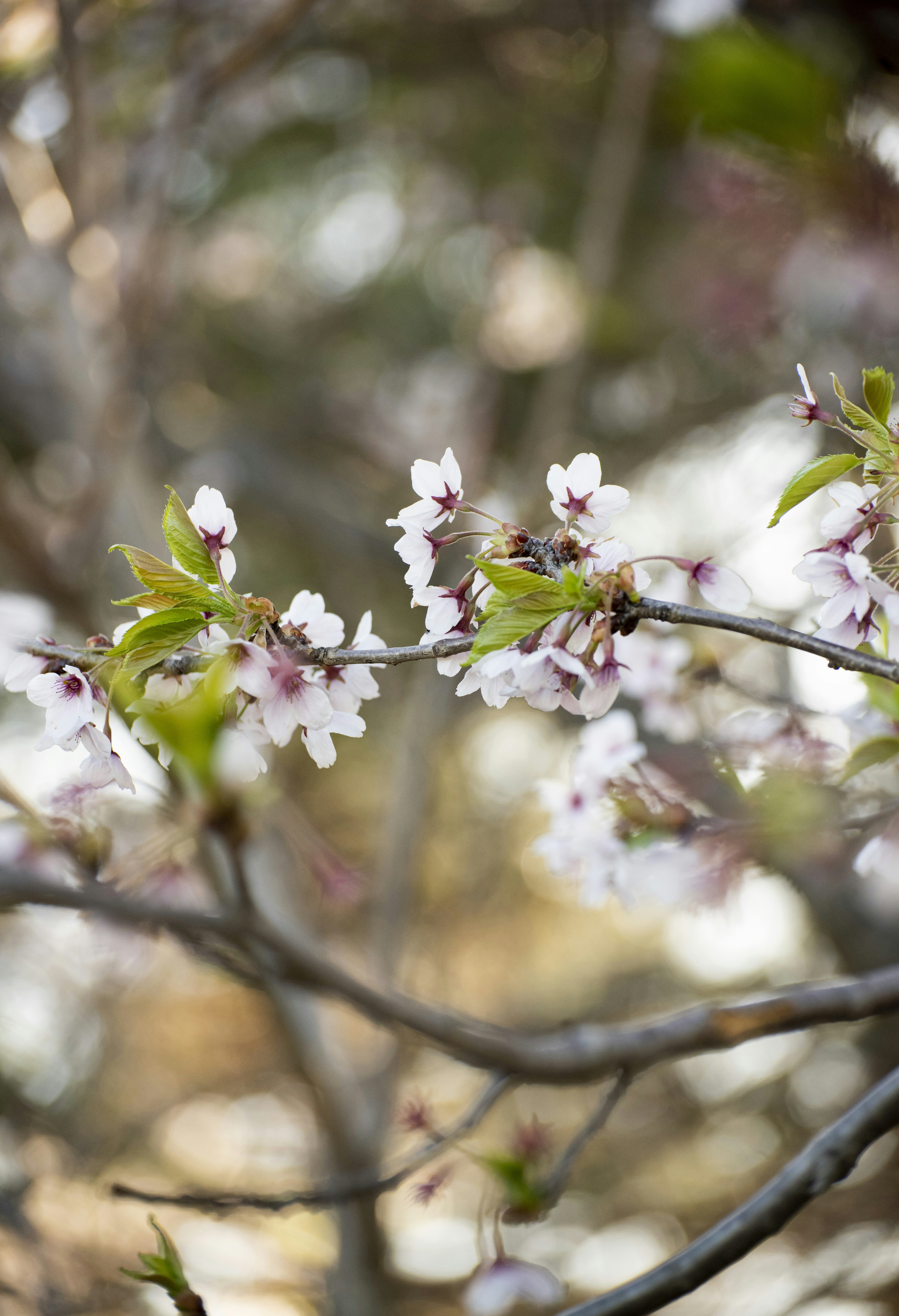 Crystalline Cherry Blooms on a Sunlit Twig