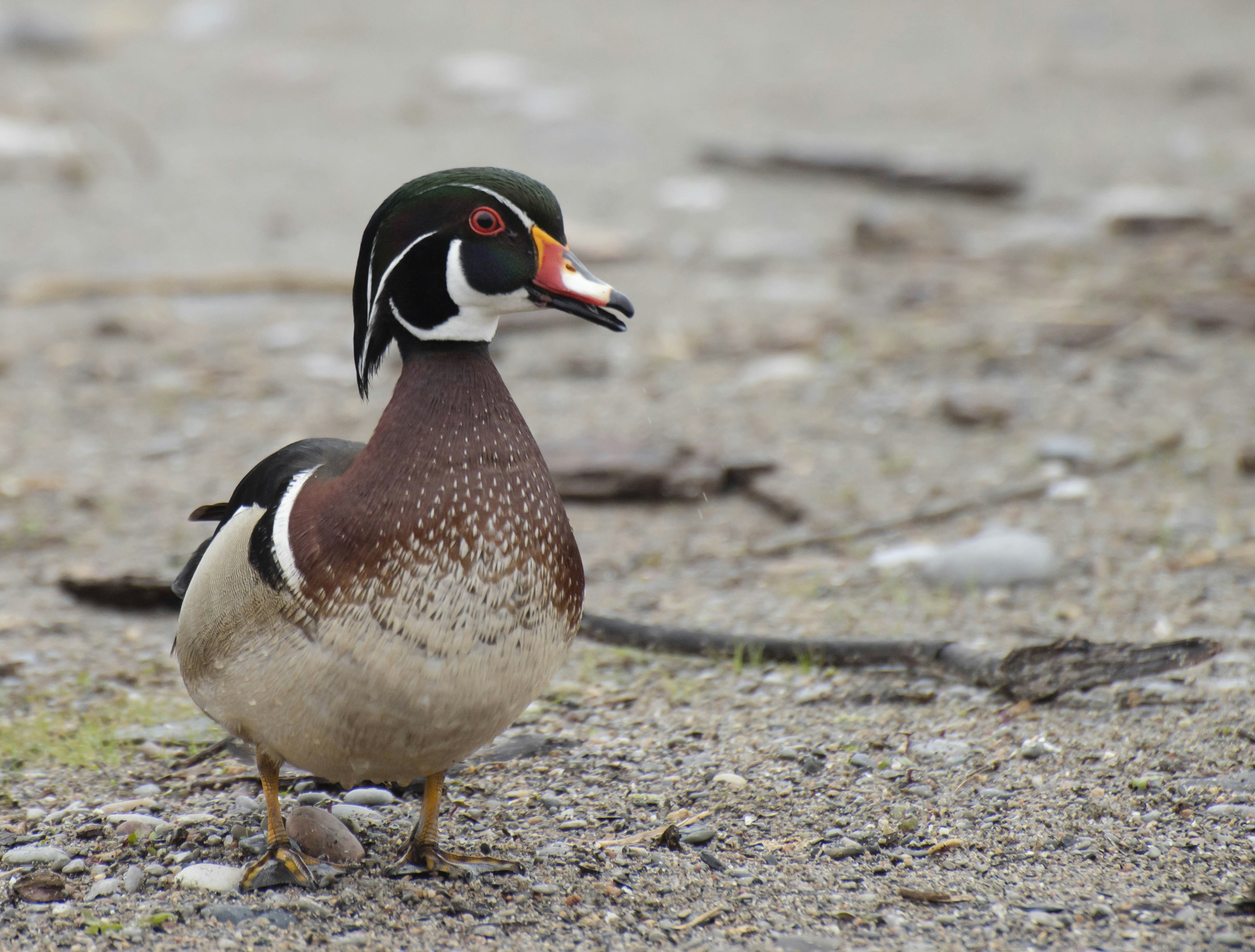 Shoreline Stare: A Striped-Head Duck Holds Court on Pebbles