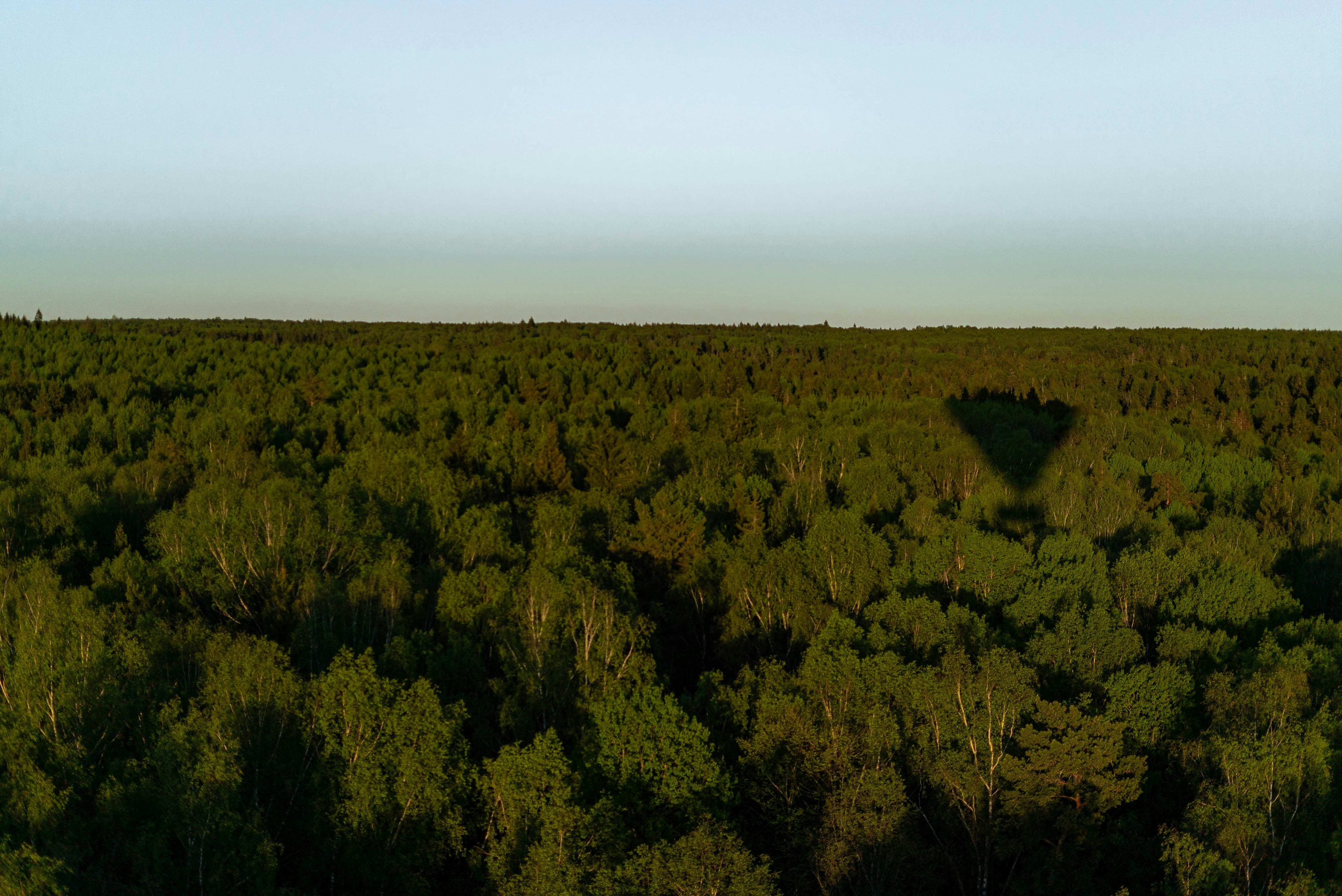 Shadow over the Canopy: Dusk Triangle Across Pines