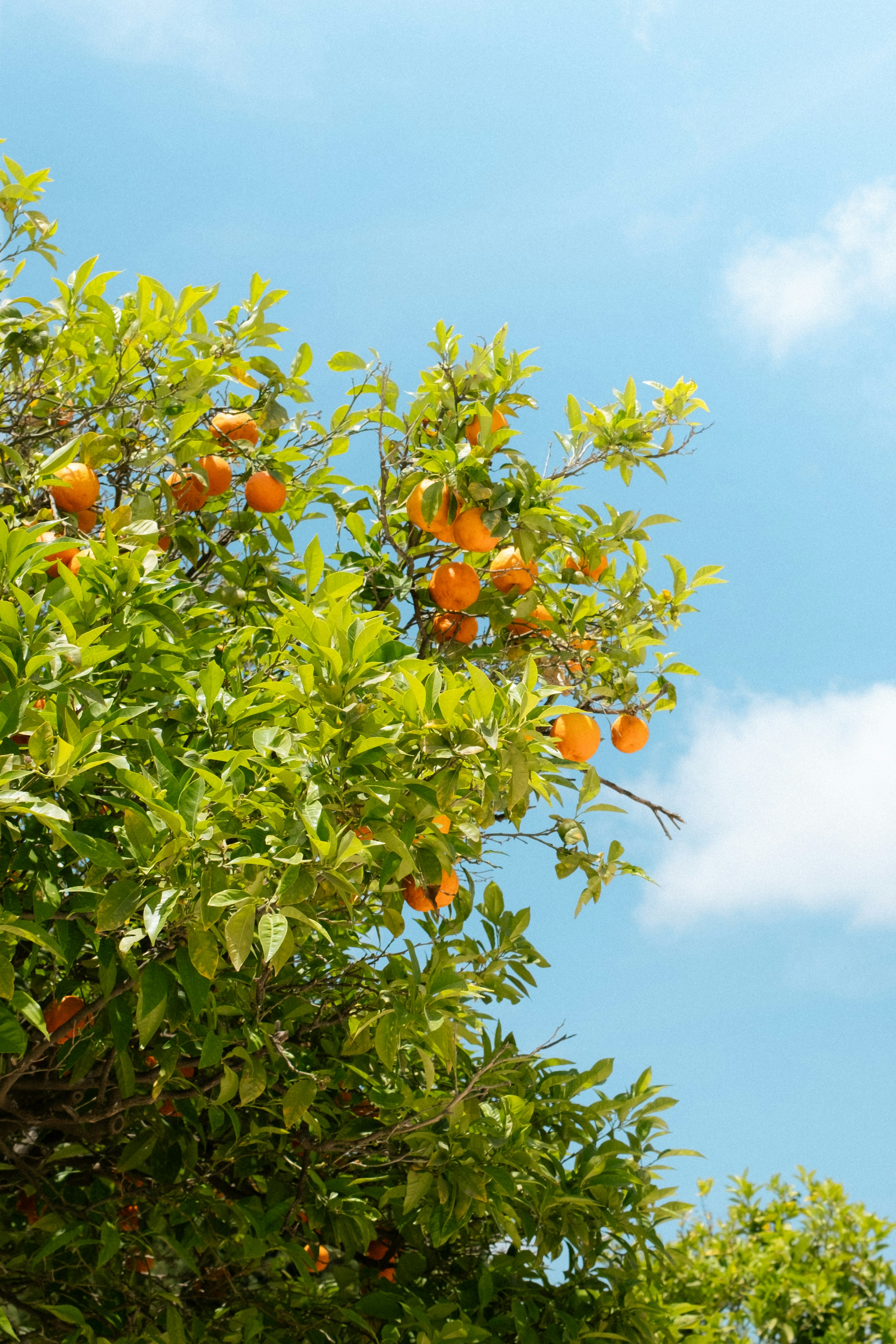 1000+ Orange Tree Pictures | Download Free Images on Unsplash