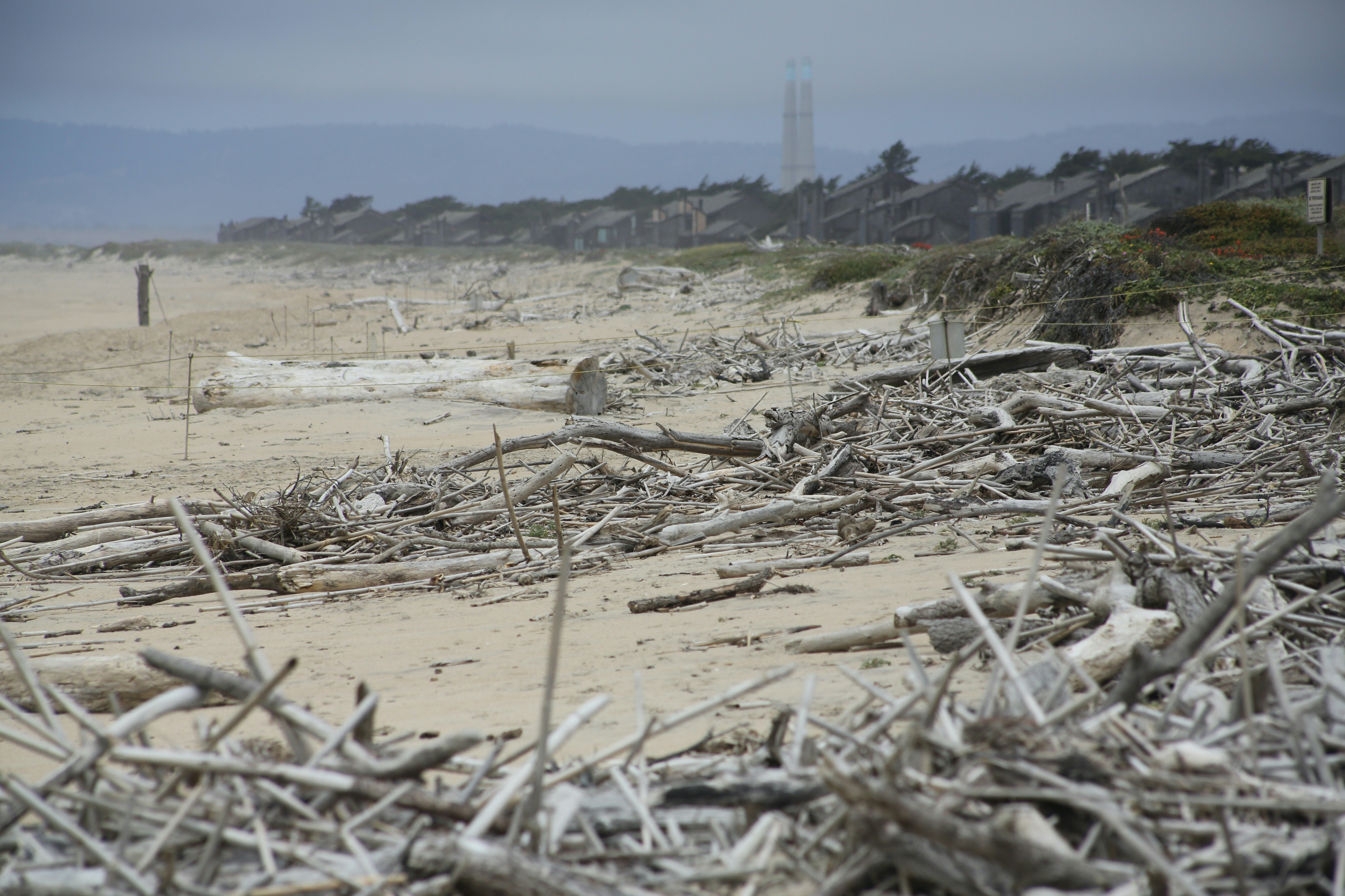 A bunch of sticks that are laying in the sand photo – Free Grey Image ...