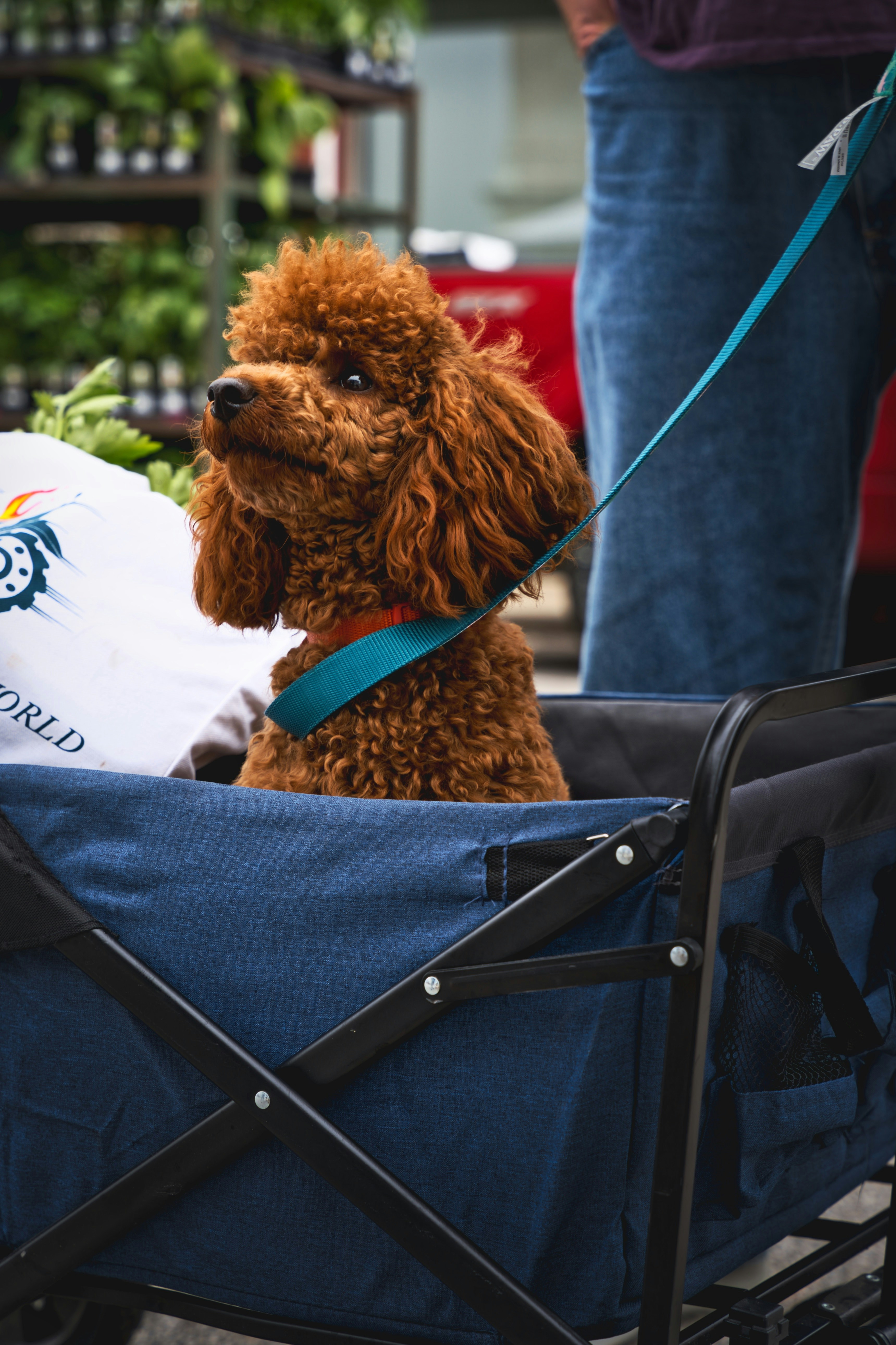 Copper Curls in a City Wagon: A Poodle's Street-Side Pause