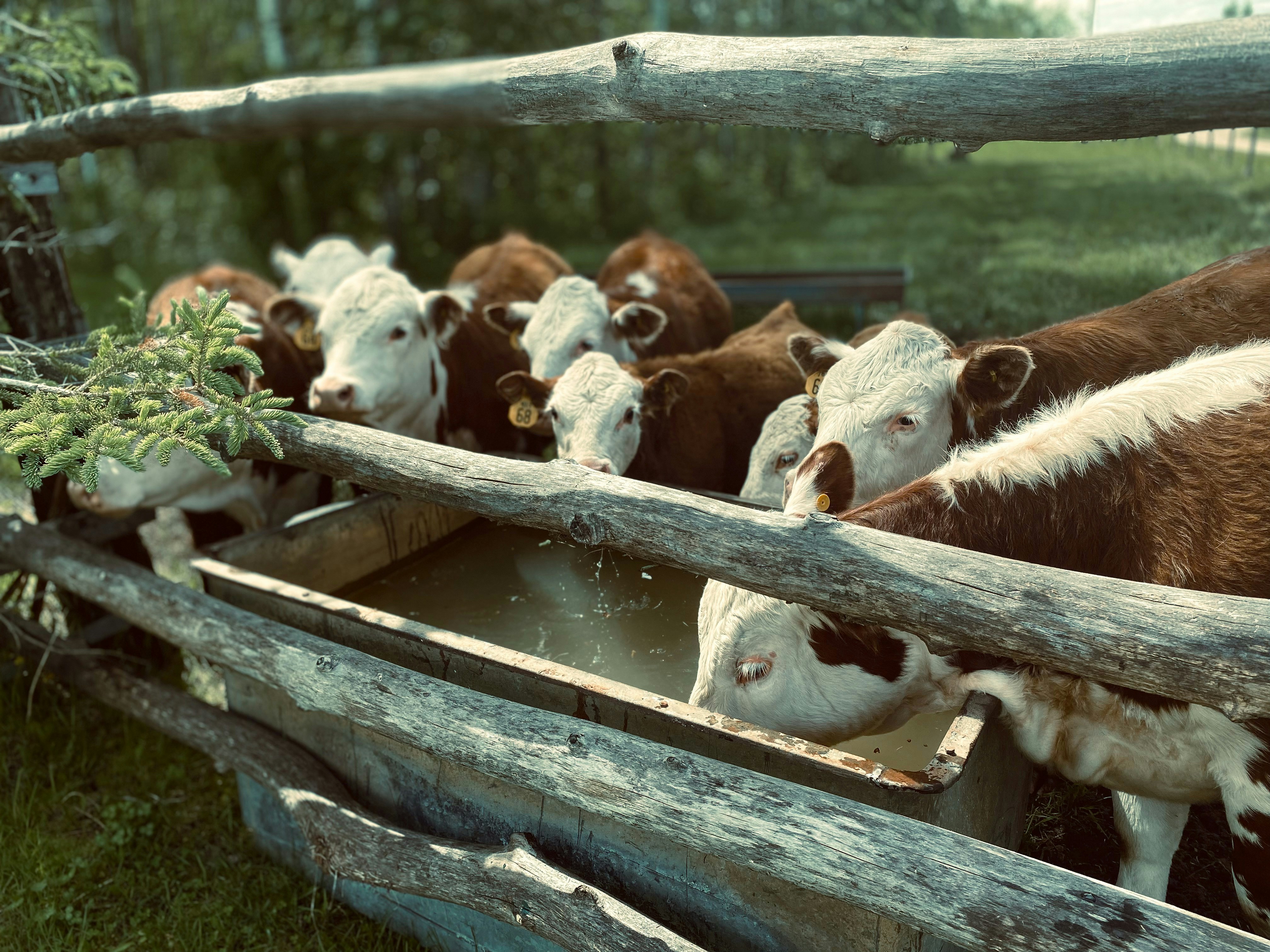 A photograph of cows crowding a weathered wooden feeding trough within a rustic farm setting. The scene emphasizes rural life and animal feeding behind a split-rail fence.
