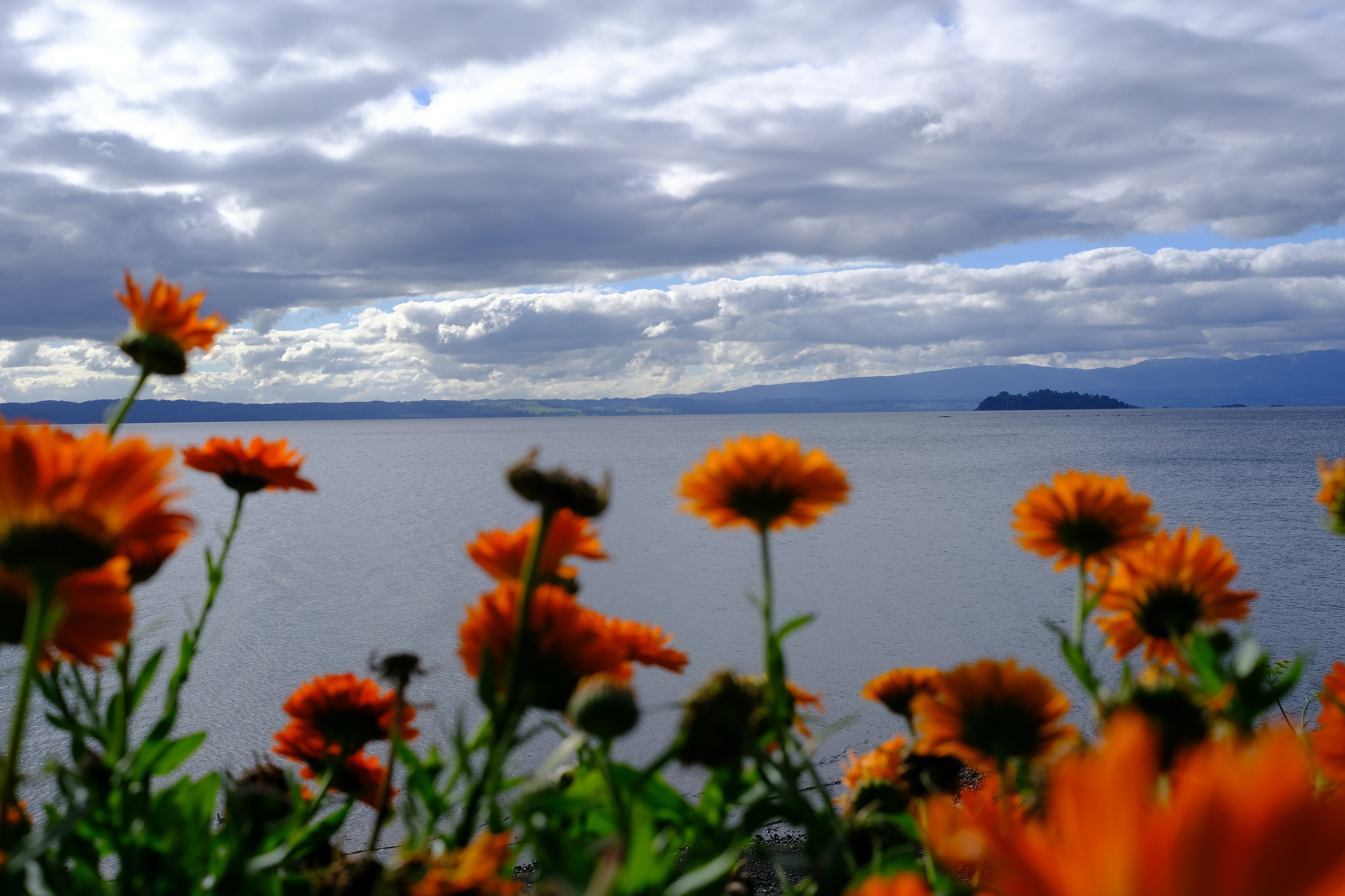 Orange Blooms Framing a Quiet Lake Under Cloudy Skies
