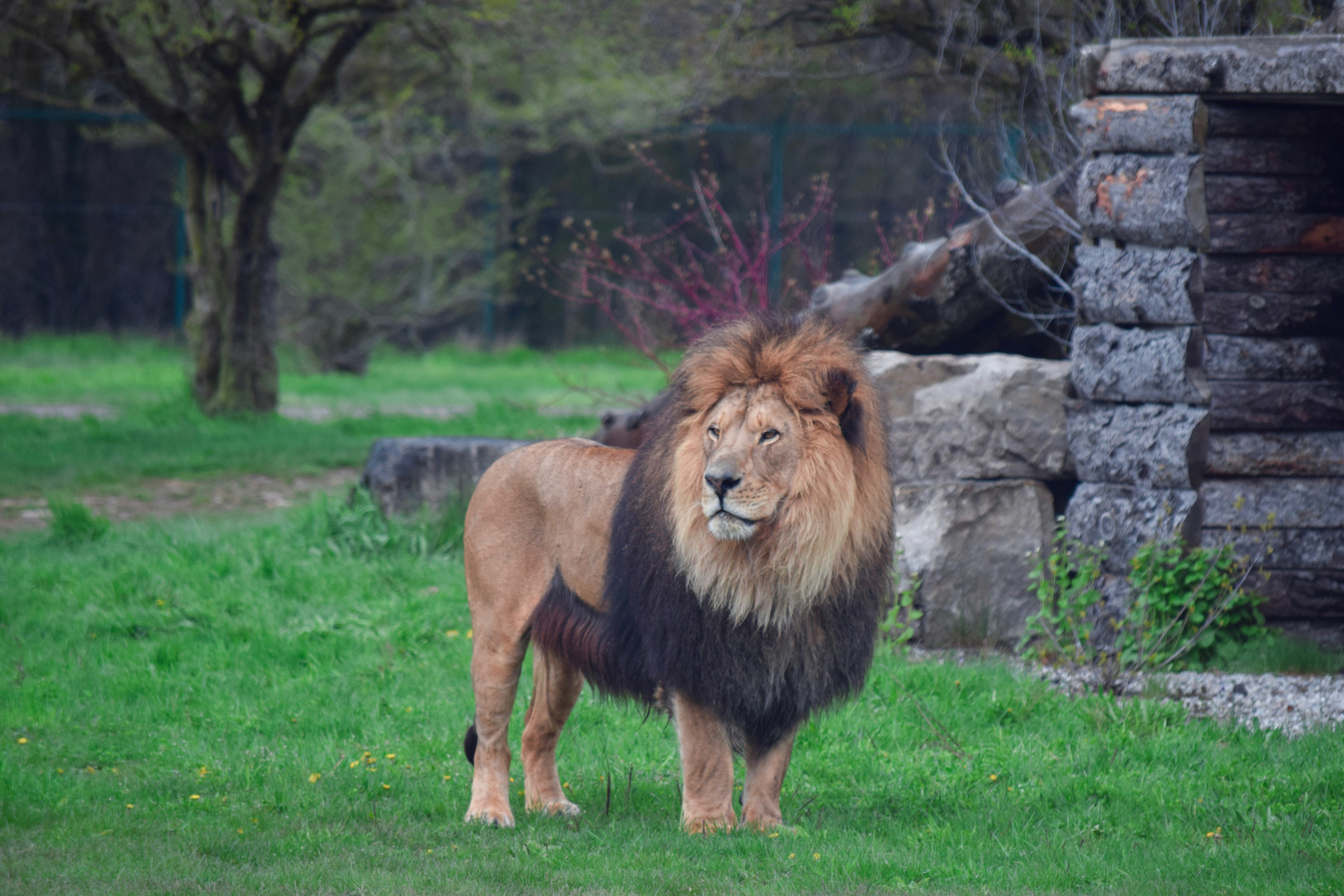 A lion standing in a grassy field next to a stone structure photo ...