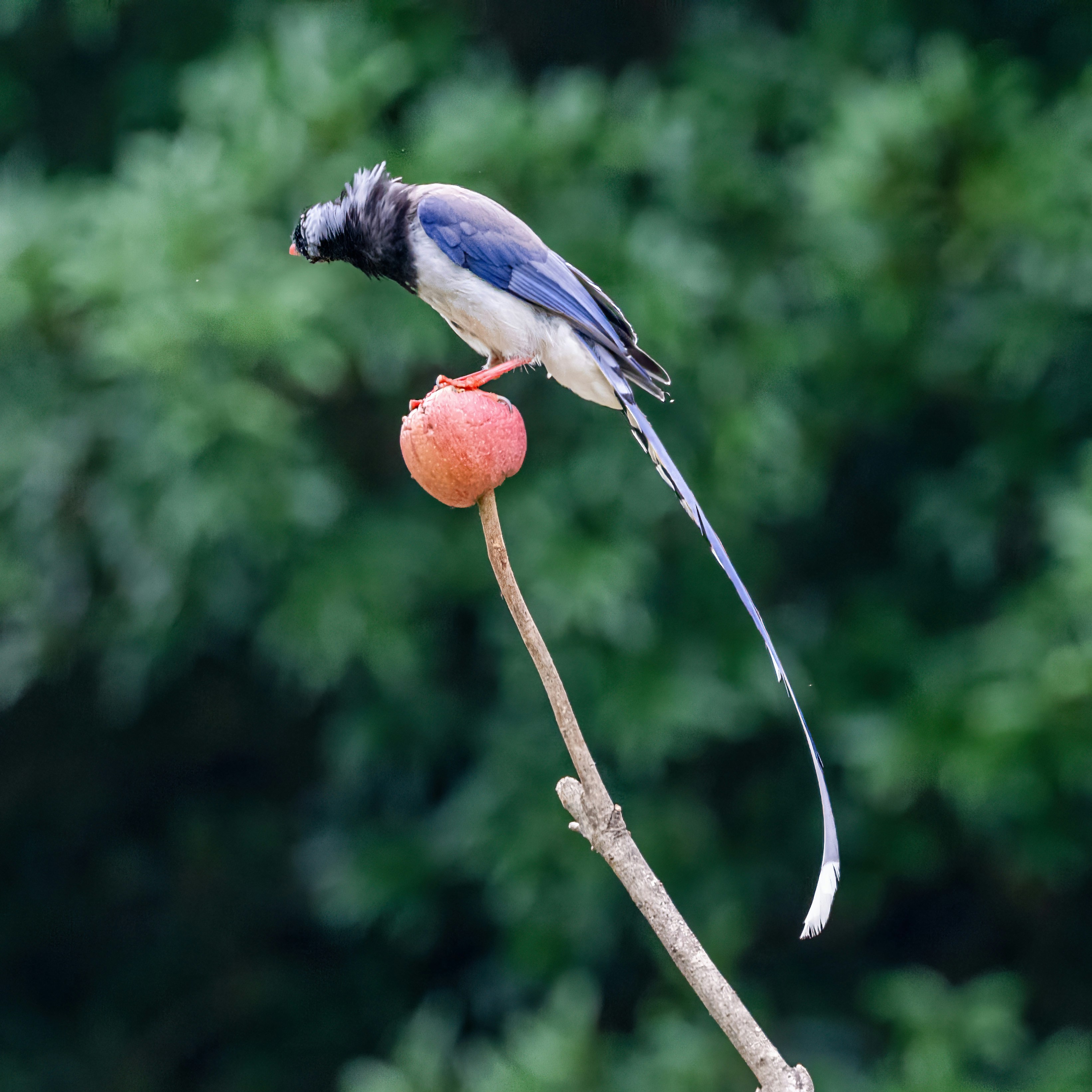 Photo by Long Ma with Nikon Z9