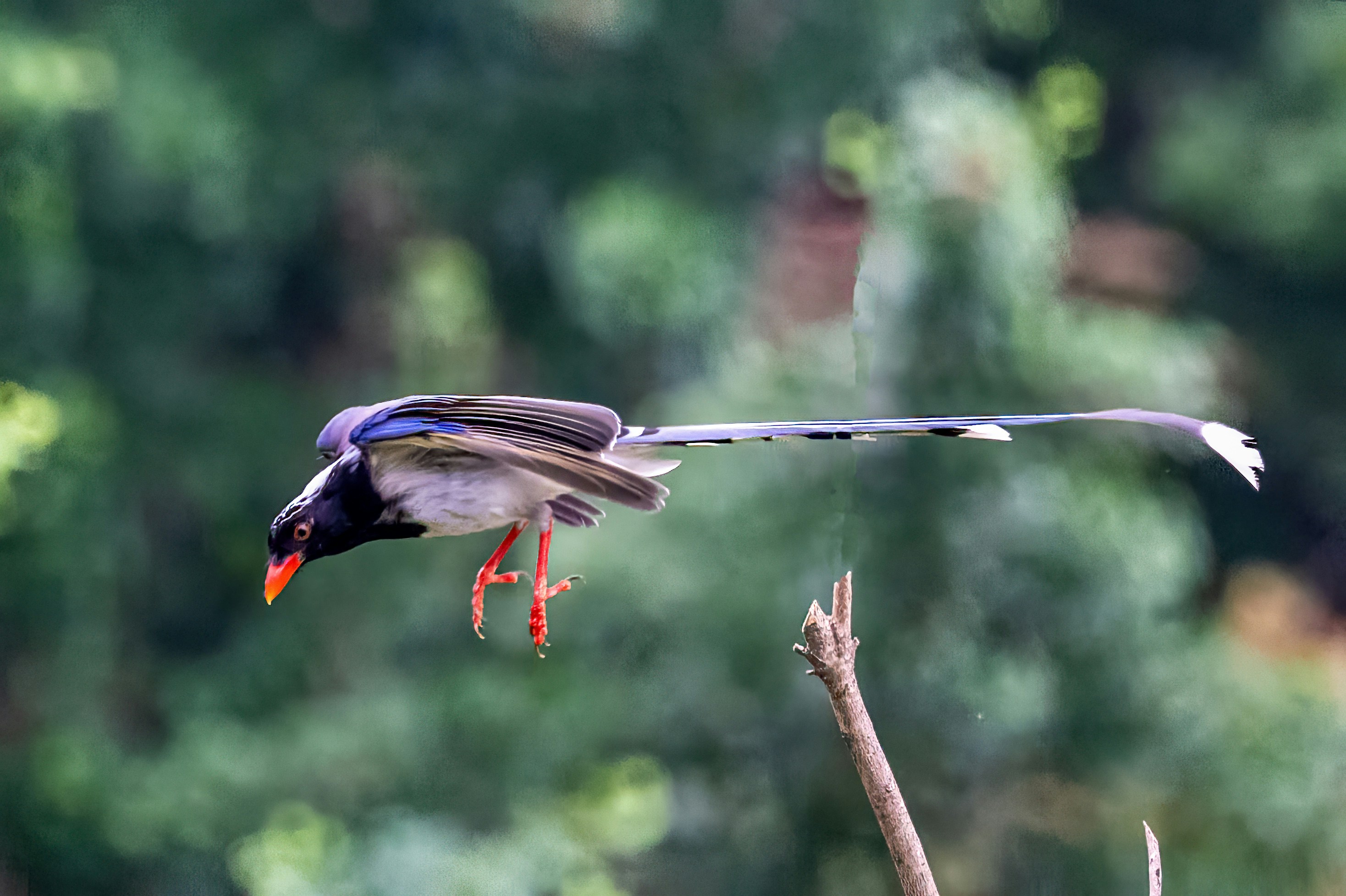 Photo by Long Ma with Nikon Z9