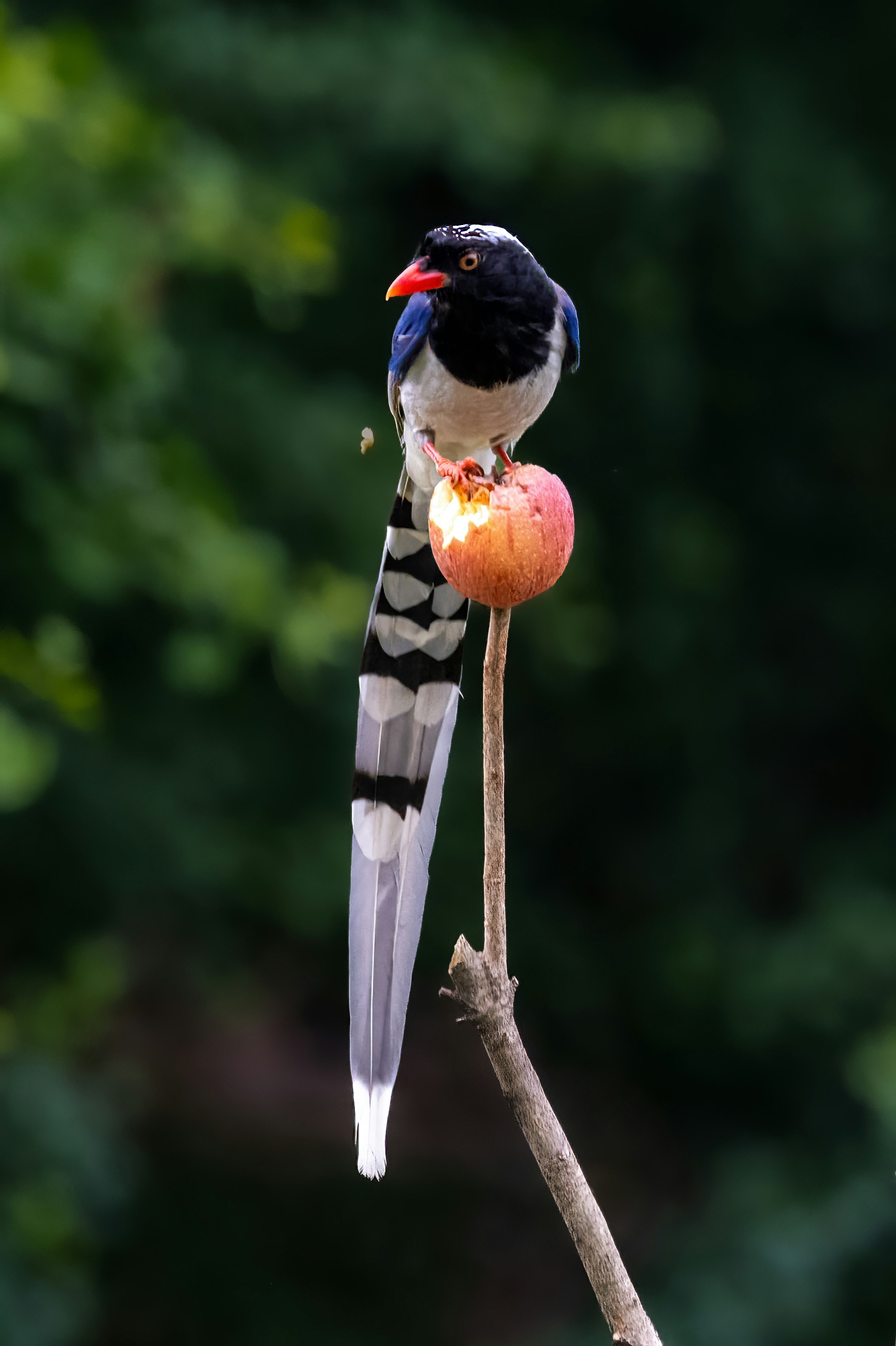 Photo by Long Ma with Nikon Z9