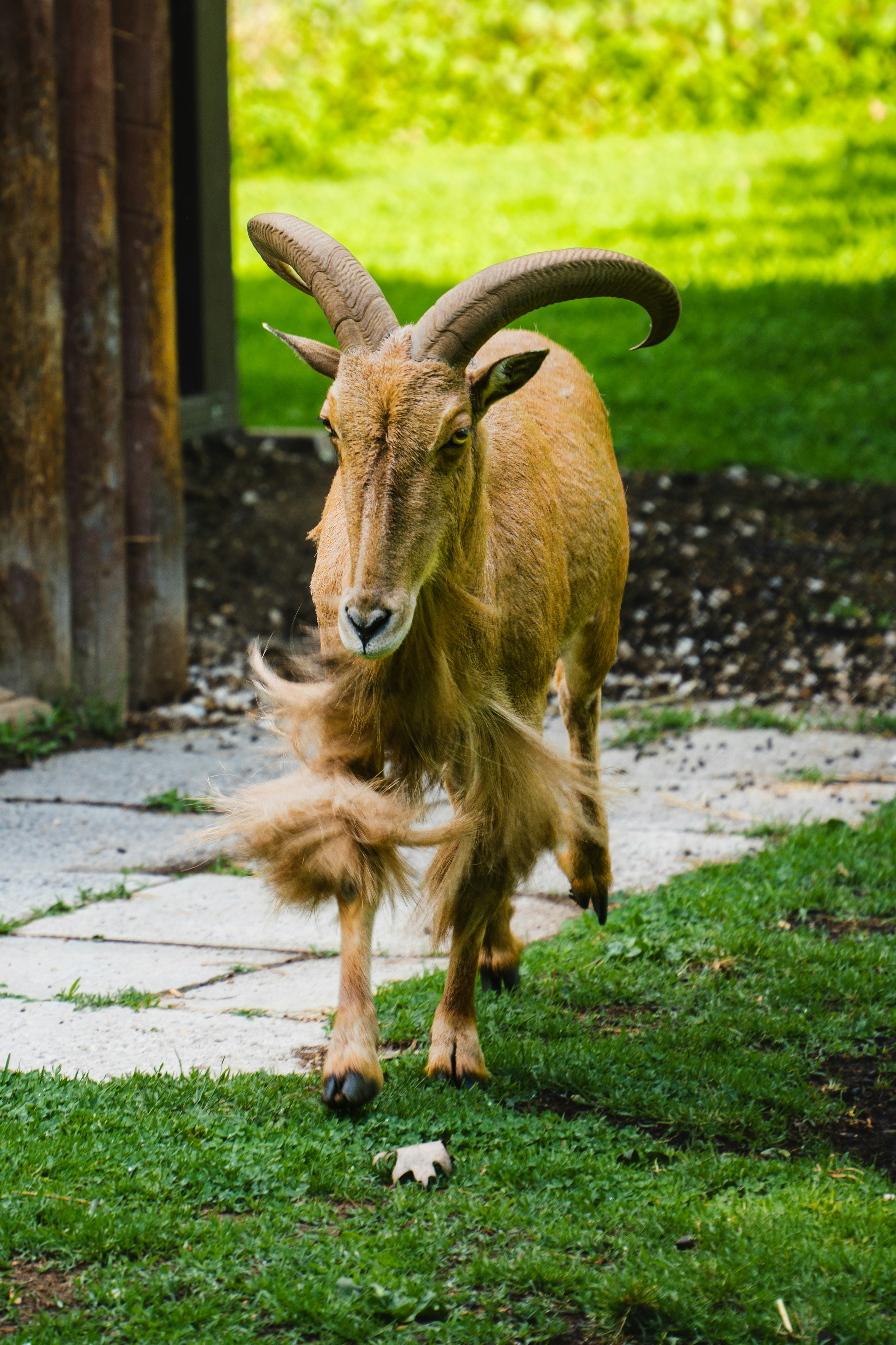 Sunlit Gatekeeper: A Horned Goat Steps Into Frame