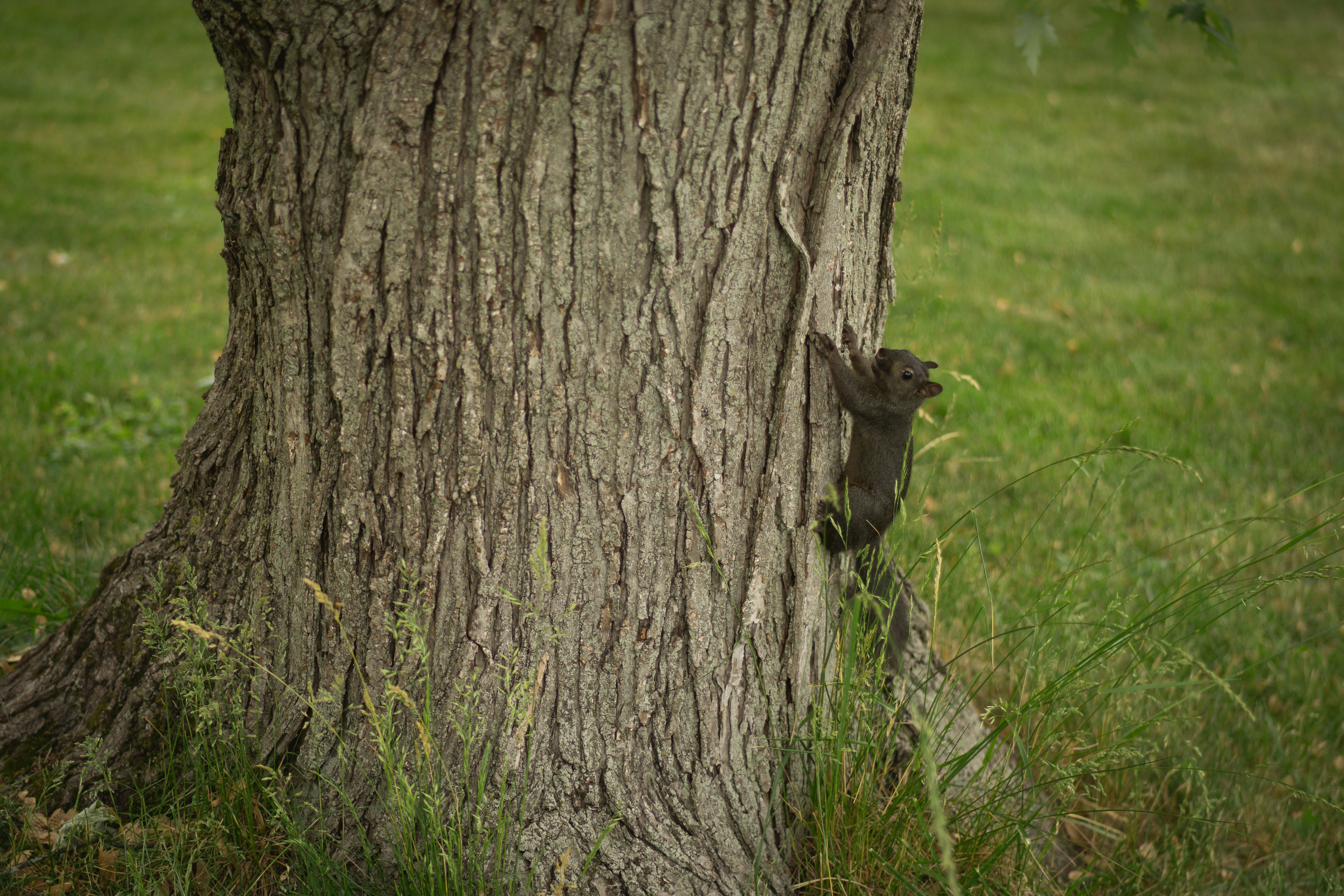 Photo by Brandon Karaca with Sony Alpha 6000