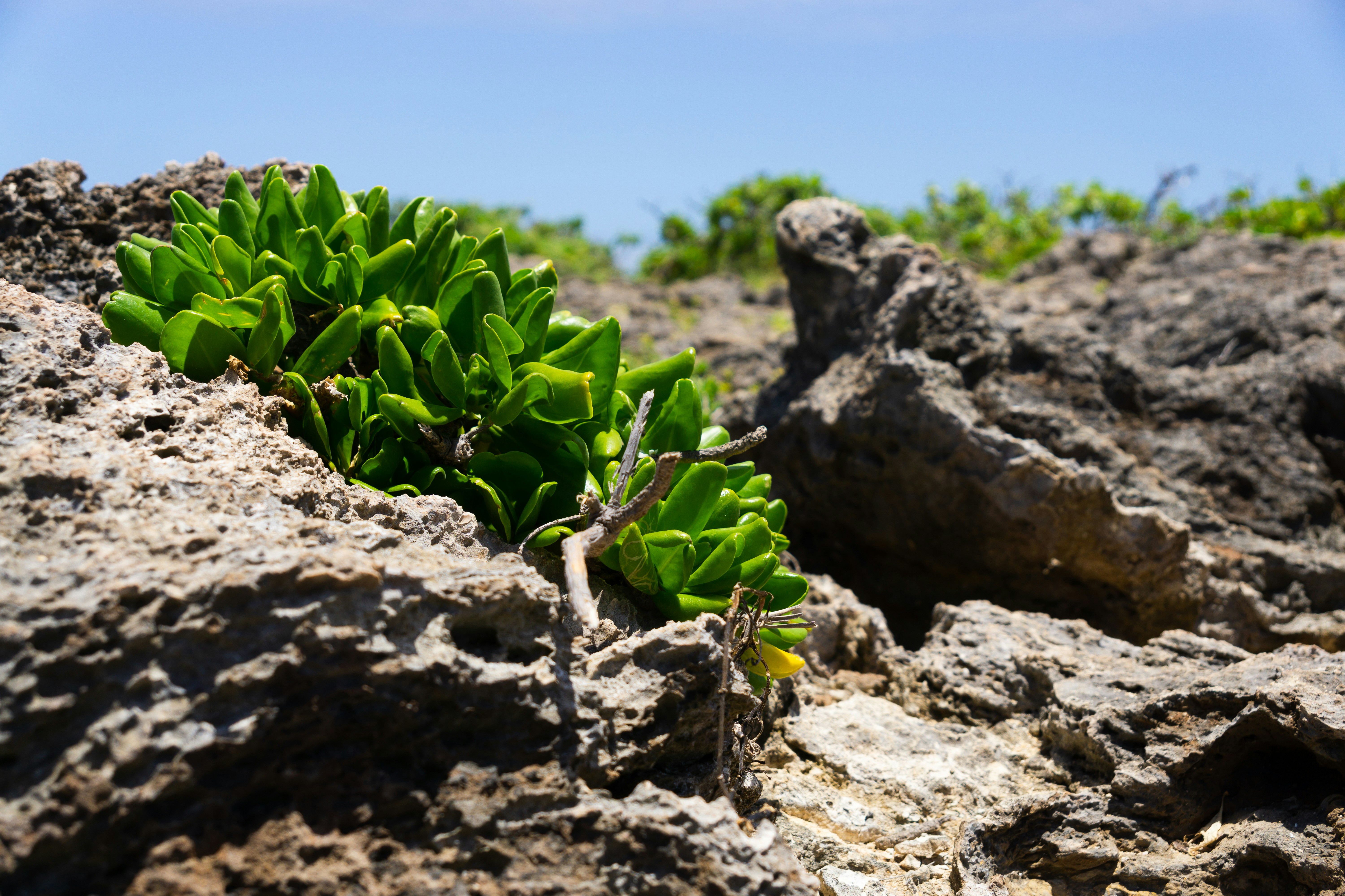 Photo by Brandon Karaca with Sony Alpha 6000