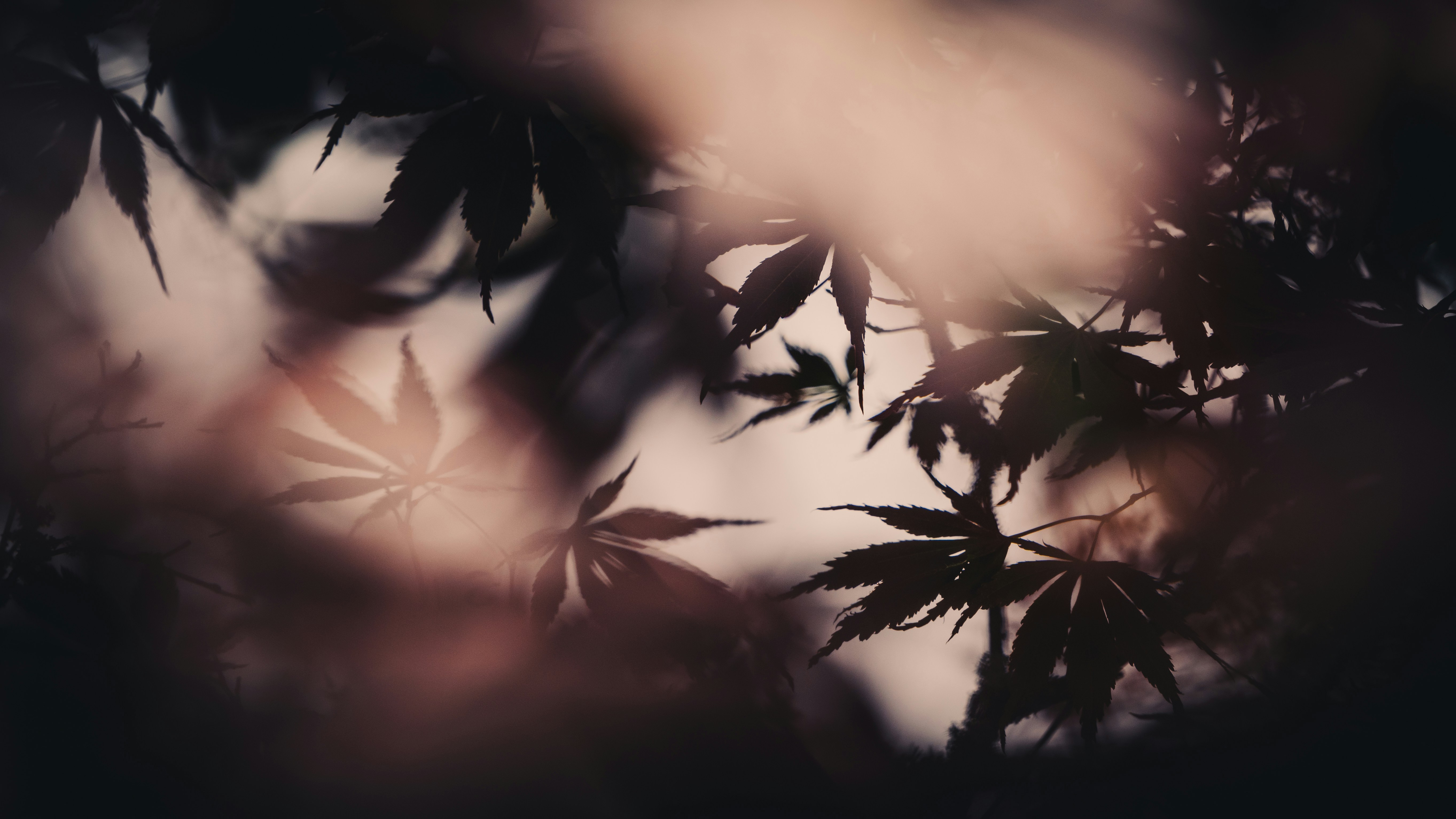 Whispers of Maple in Velvet Light