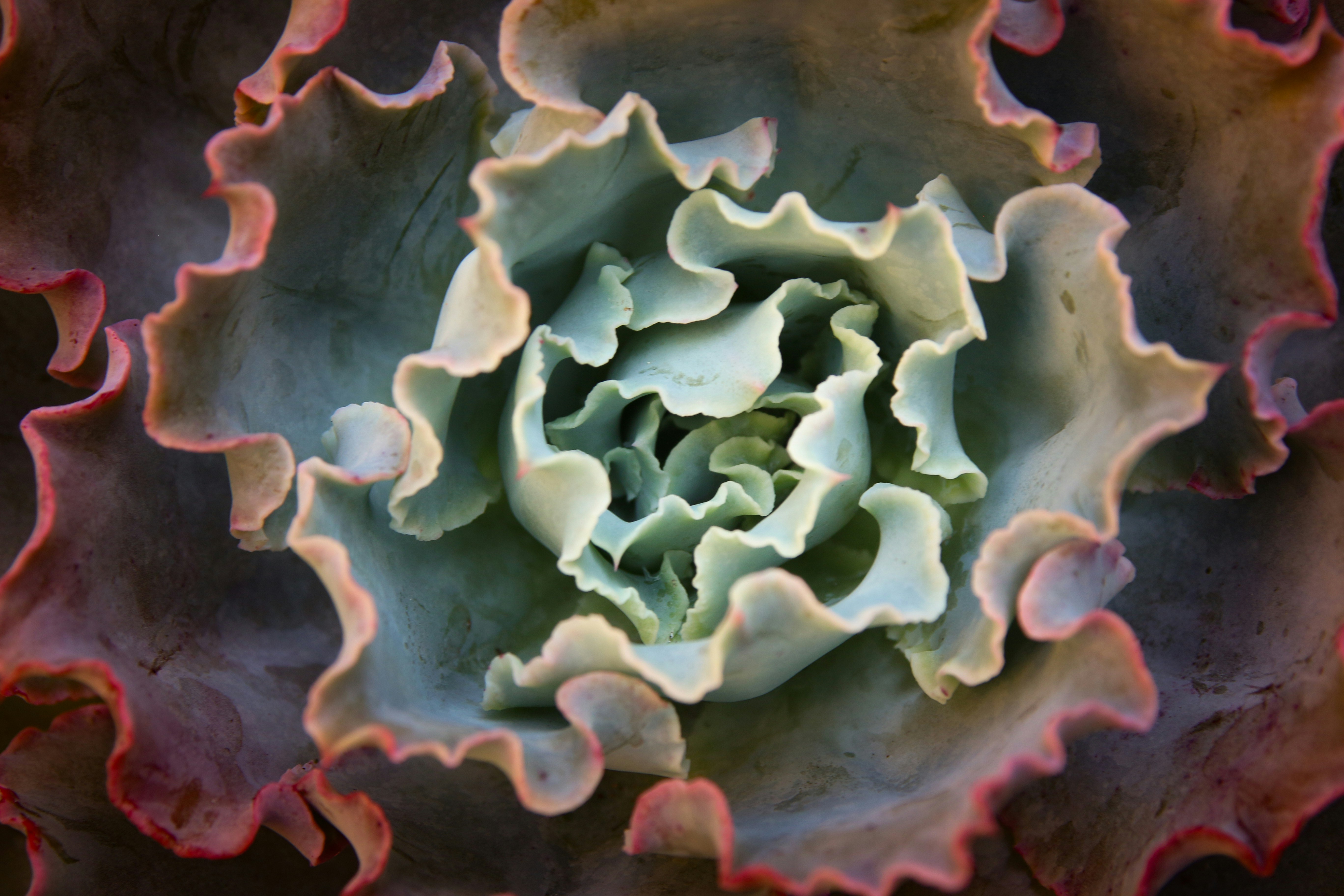 Pastel Rosette: Frilled Leaves Converge at the Center