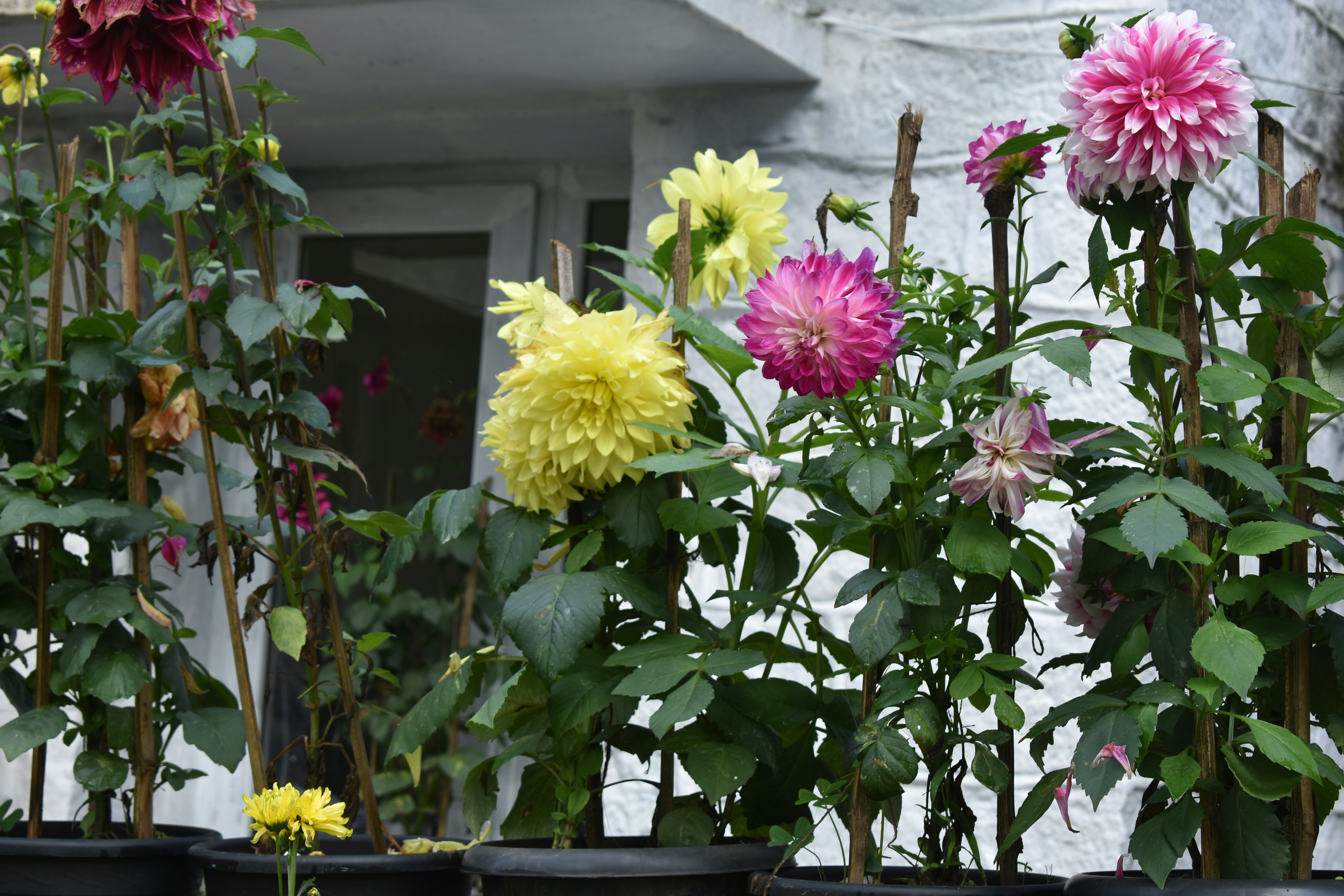 Potted Dahlias and Roses Framing a Quiet Balcony Wall