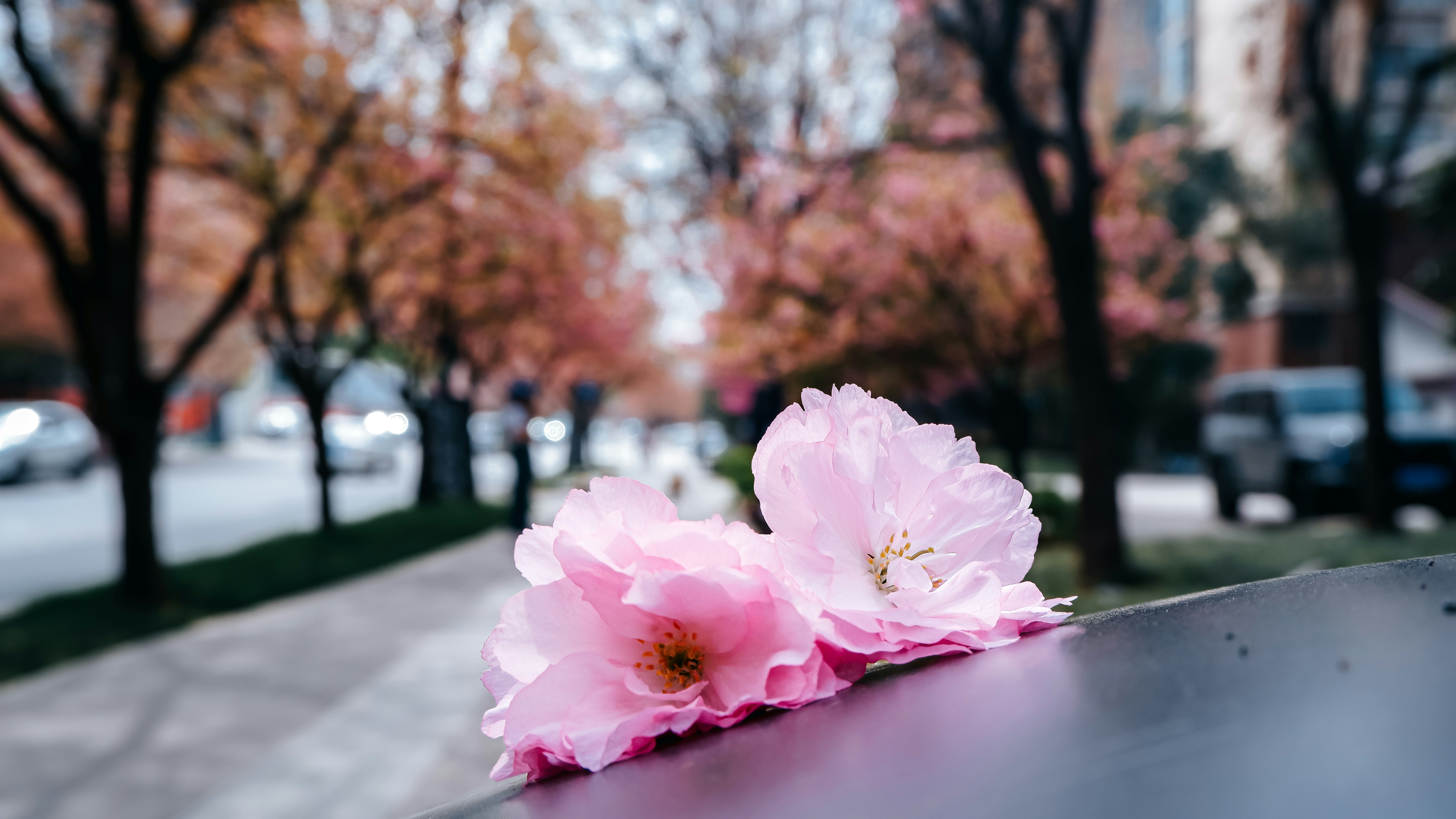 Blush on the Rail: A Street-Side Bloom in Autumn Light