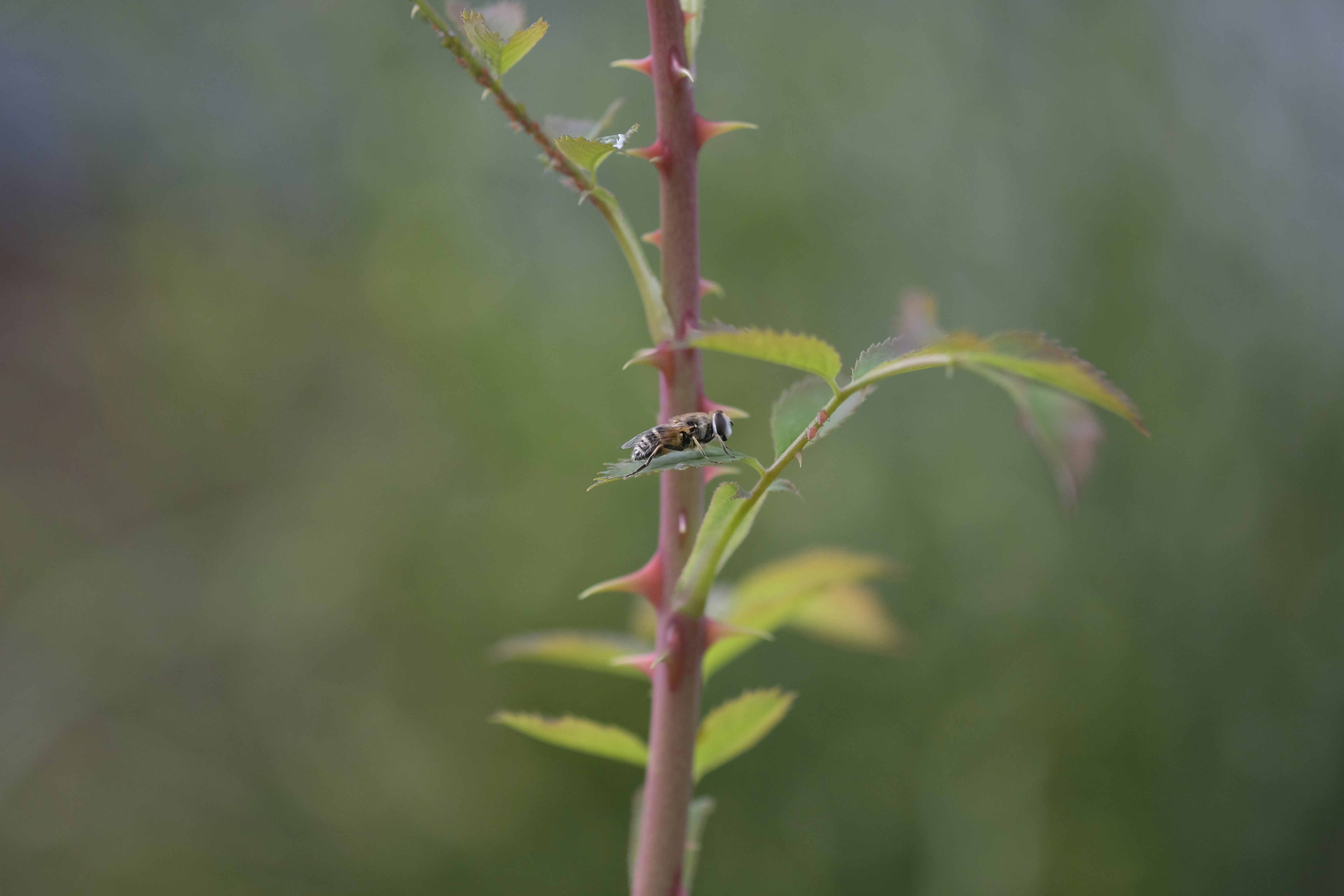 Tiny insect perched on a thorny stem amidst green foliage.