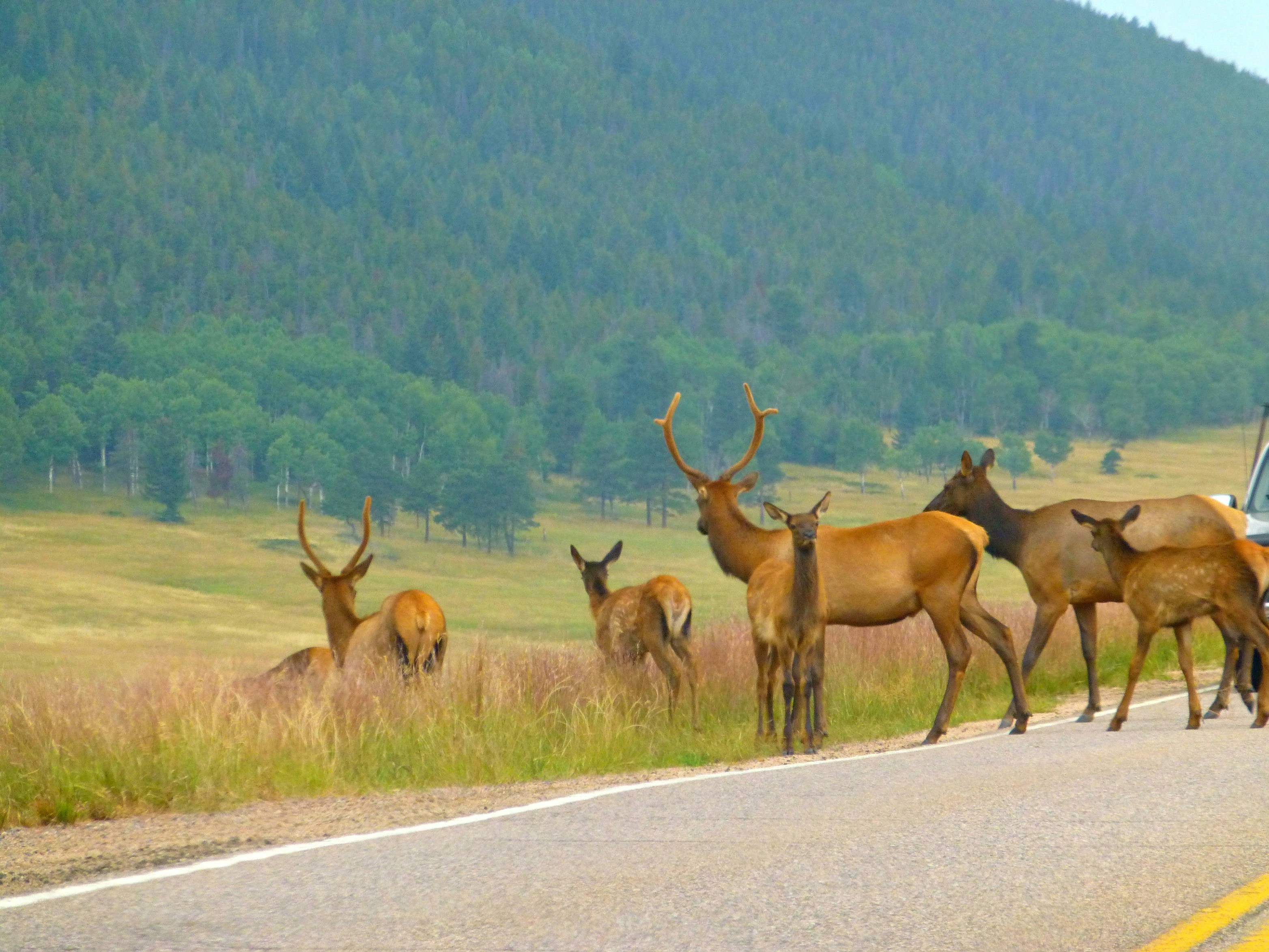 a herd of deer crossing a road in front of a truck