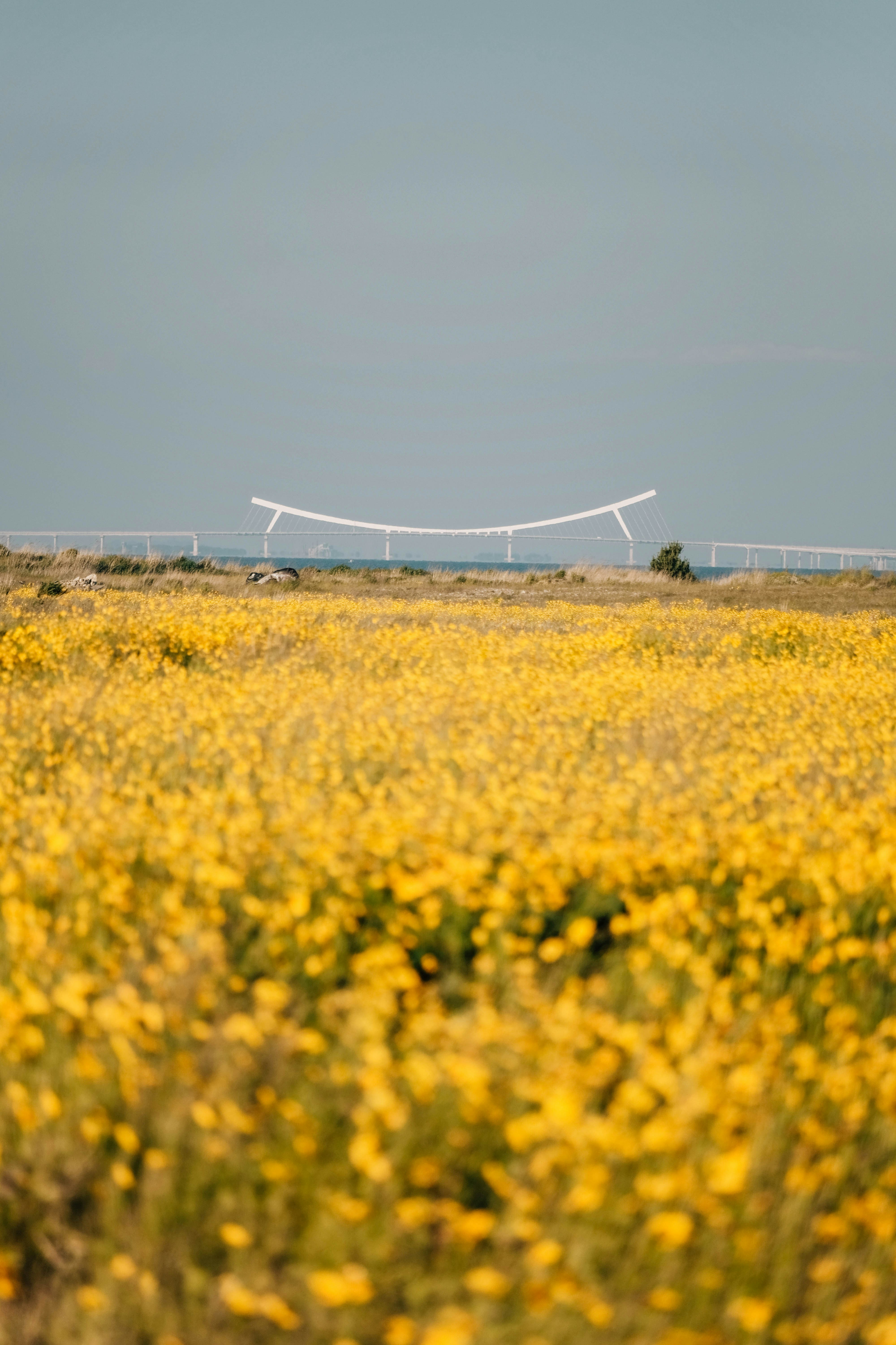 A large field of yellow flowers with a white bridge in the distance ...