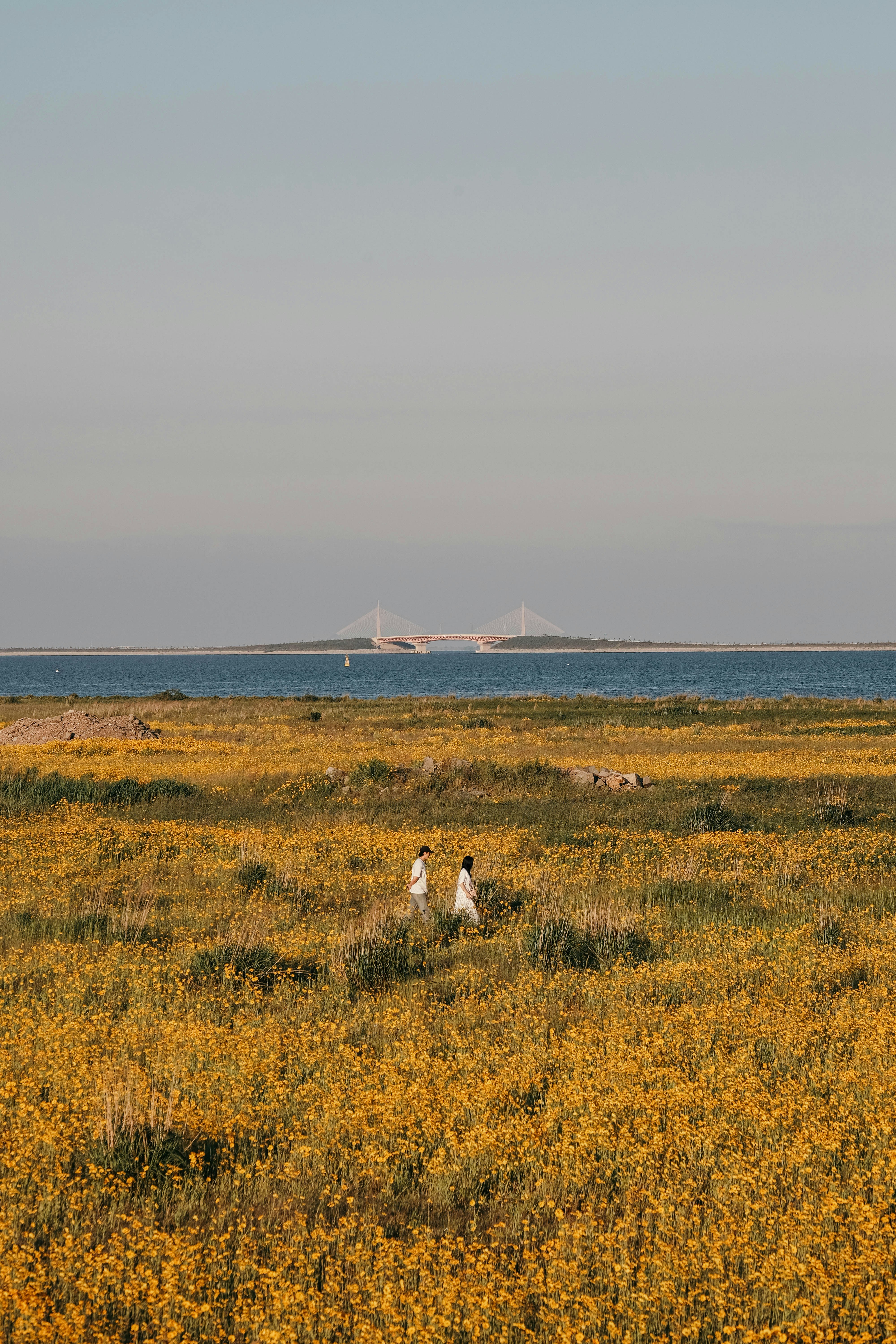 Golden Fields, Quiet Horizon: Two Figures Near a Distant Bridge