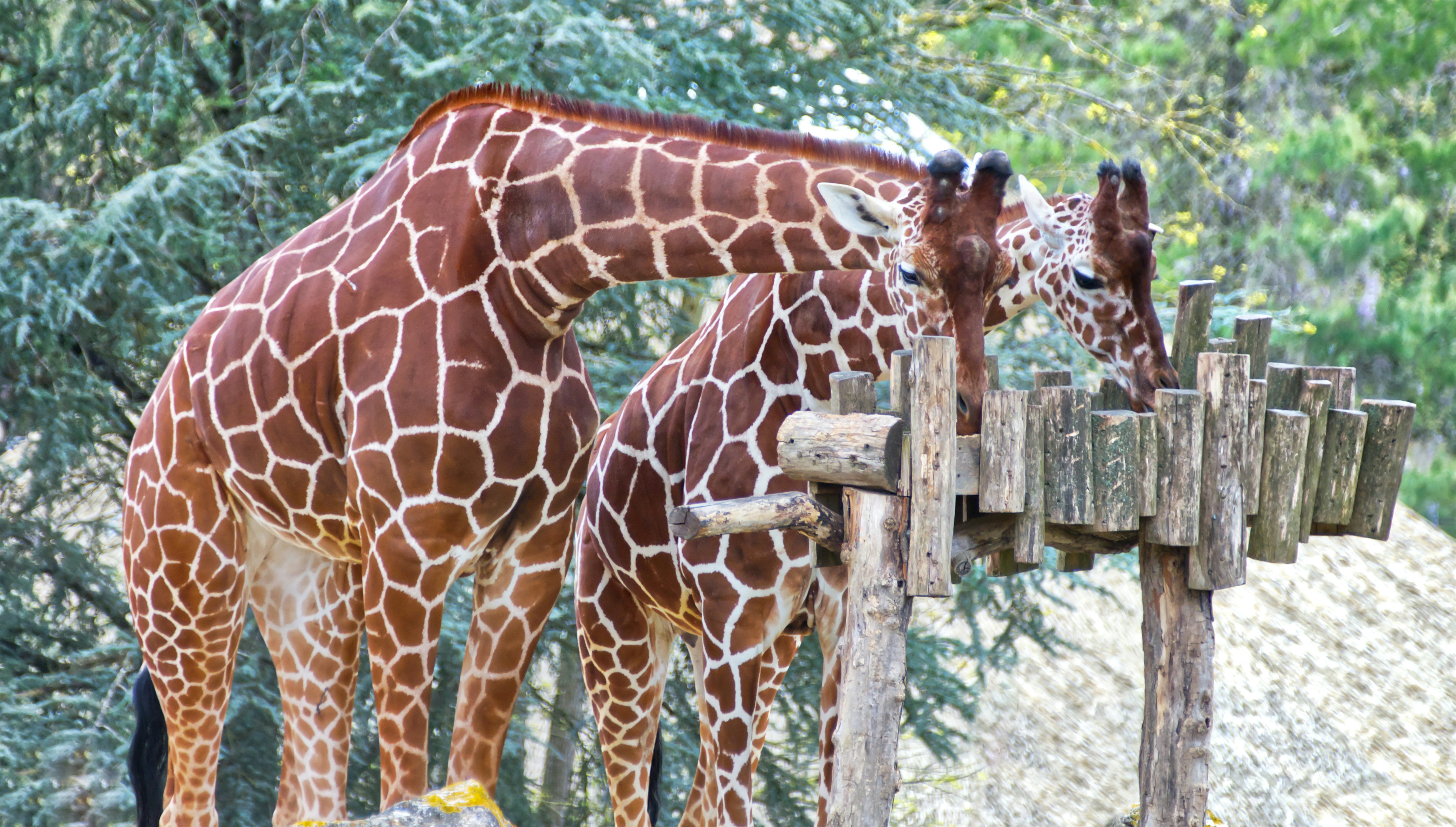 Giraffes at a rustic wooden barrier in sunlit enclosure