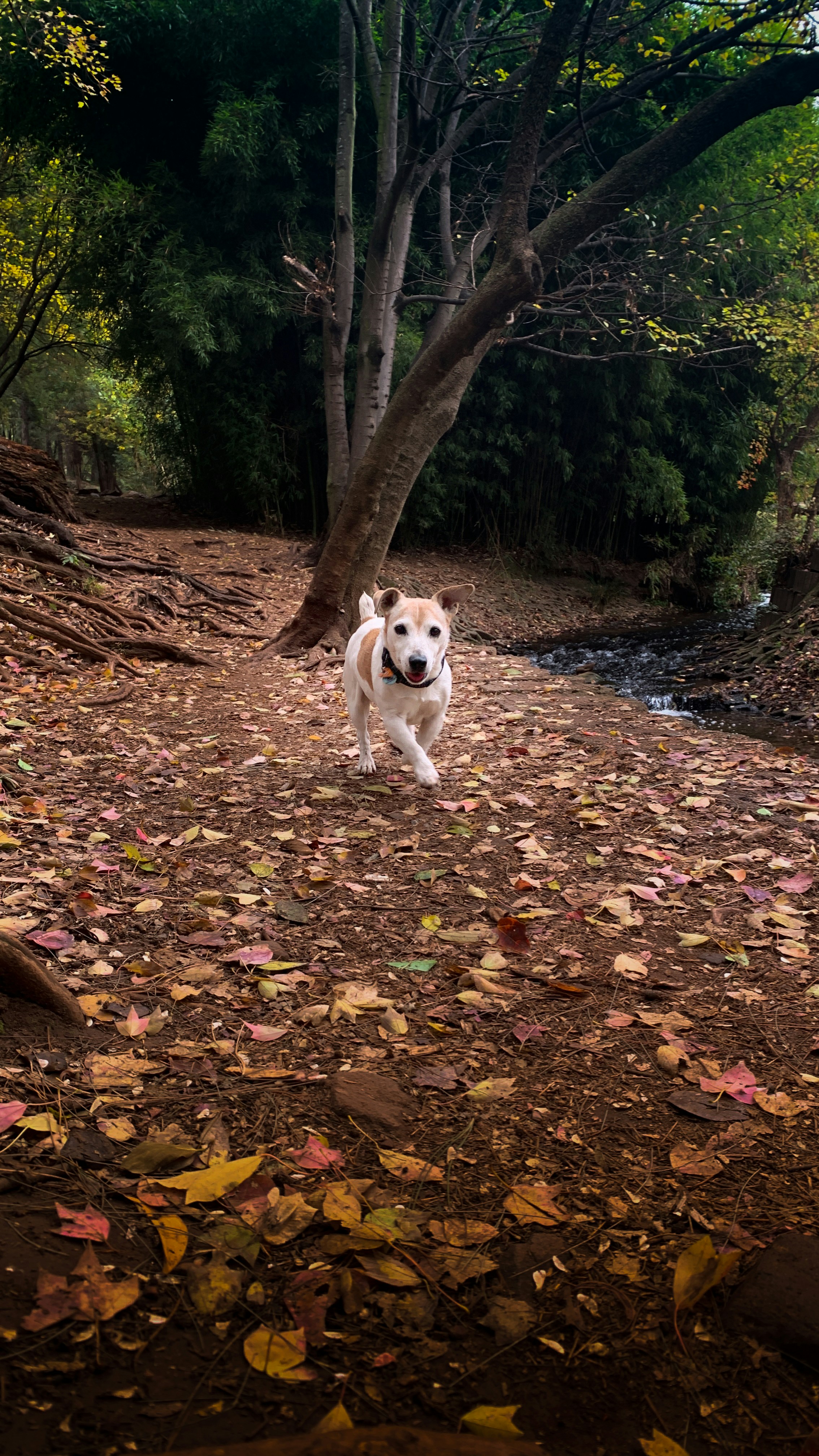 Autumn Sprint on the Trail: A white-tan dog charges toward the camera