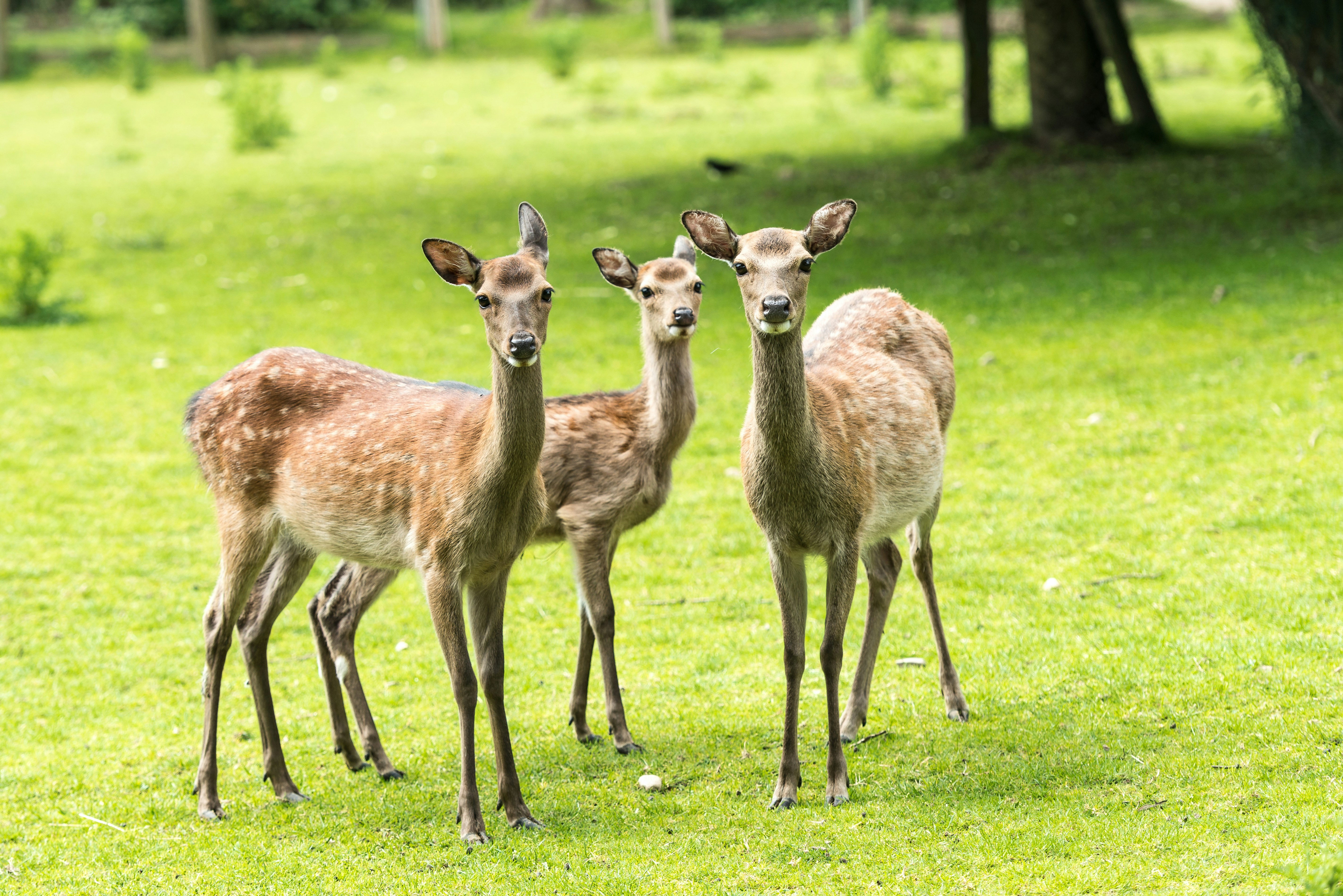 4 Kids Go Missing A Deer Standing On 2 Legs Pictures | Download Free ...