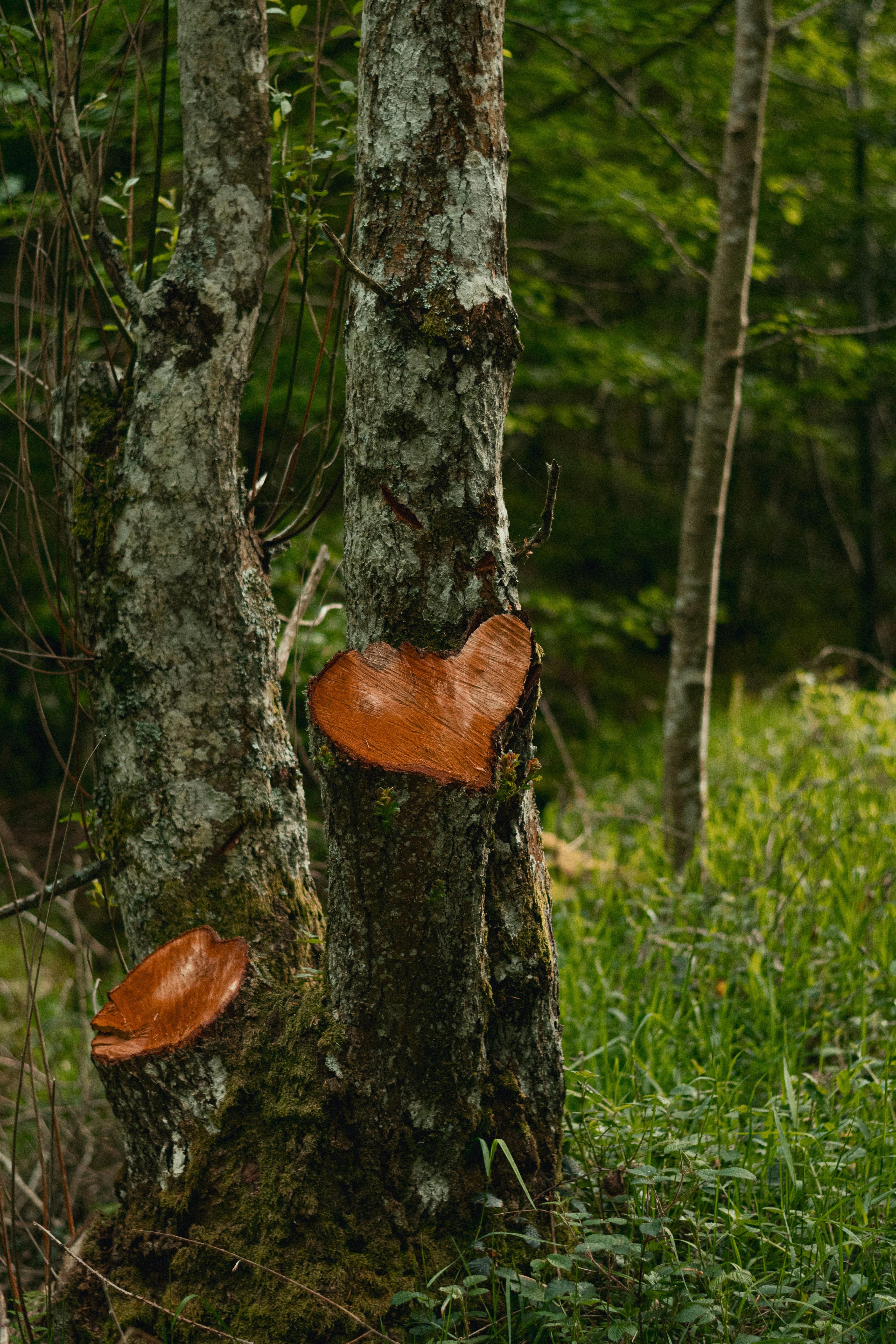 Heartwood in the Green: Fresh Carves on a Mossy Trunk