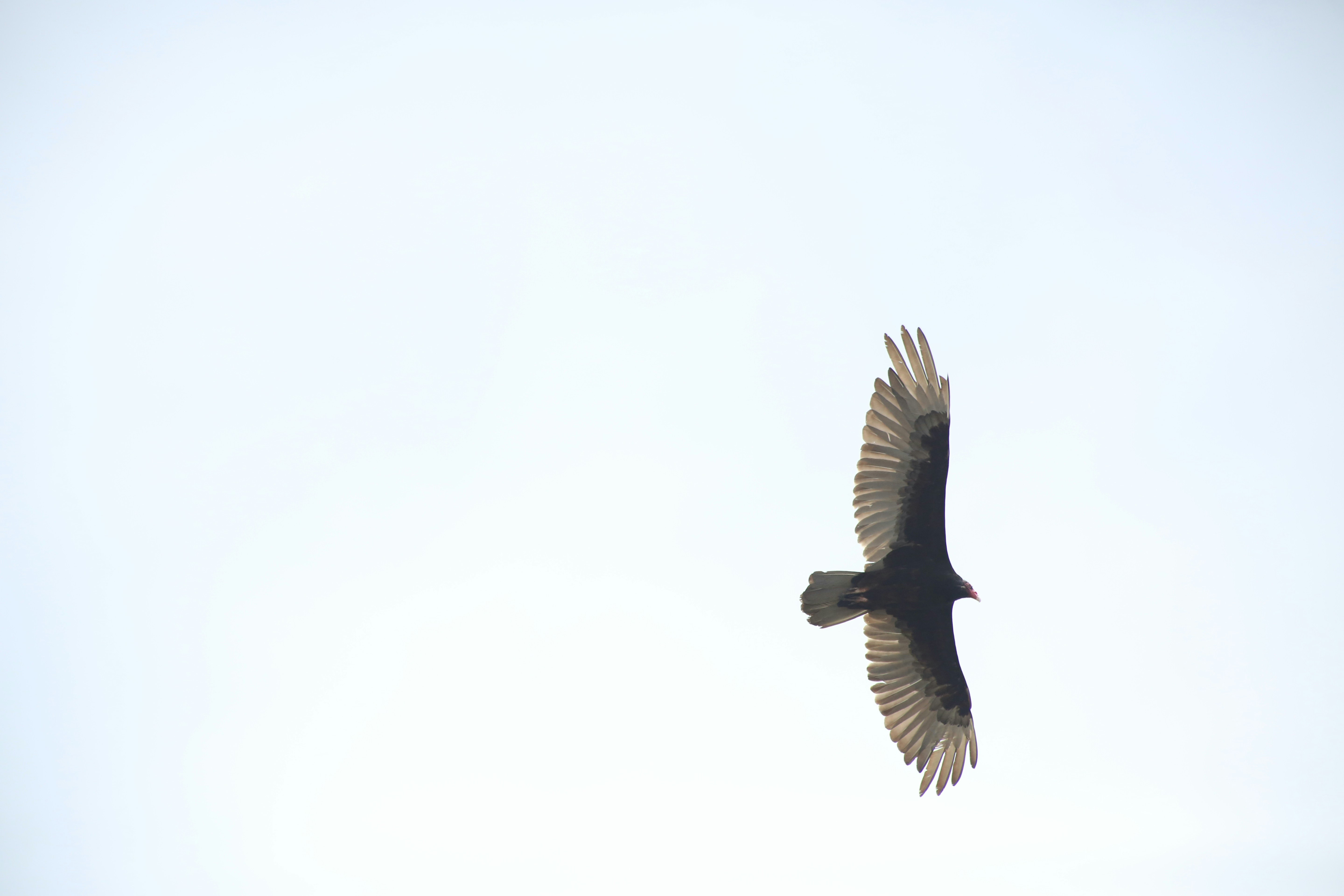 Photo by Sean Thoman with Canon EOS 5D Mark III