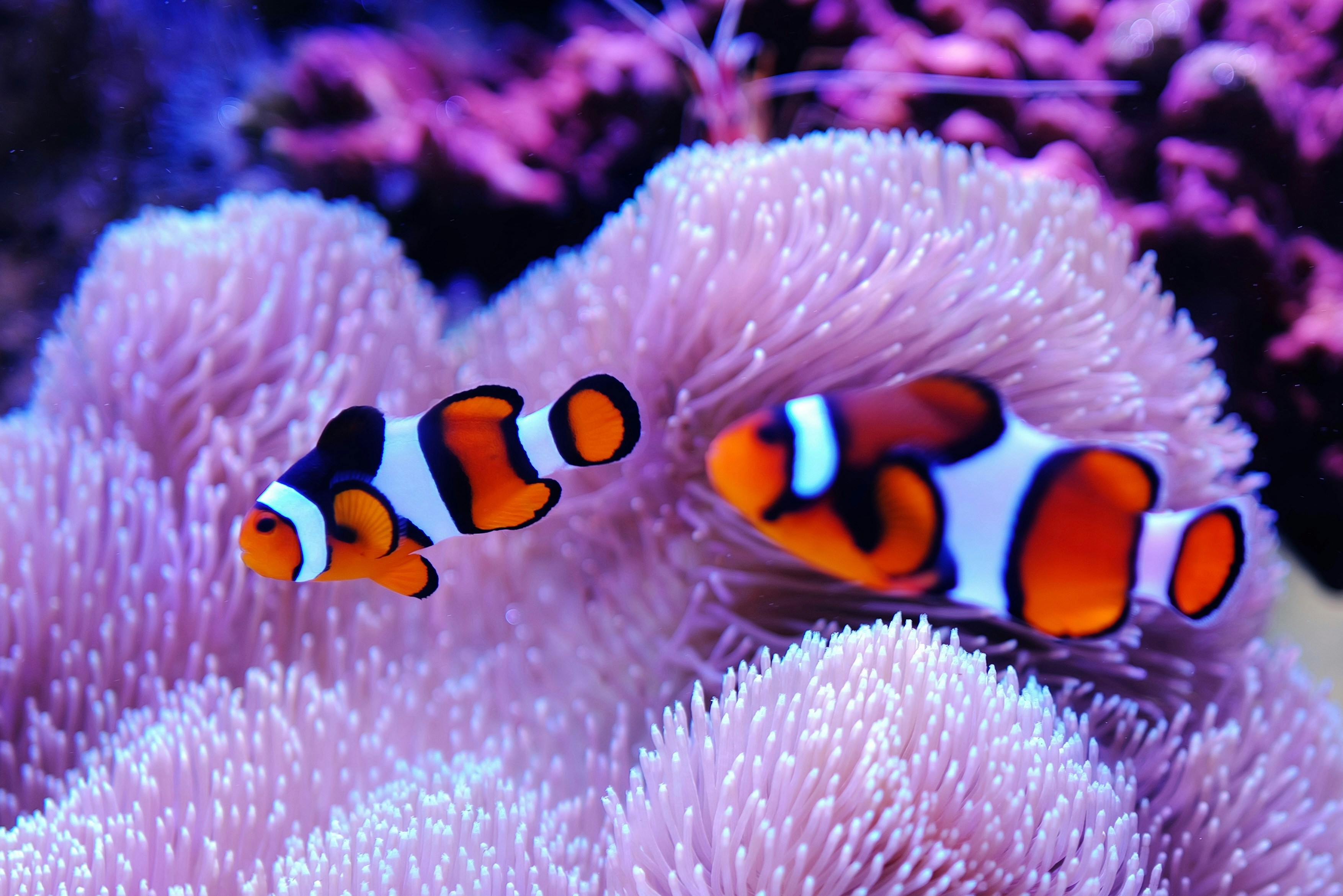 A couple of clown fish swimming in an aquarium photo – Free Sea Image ...