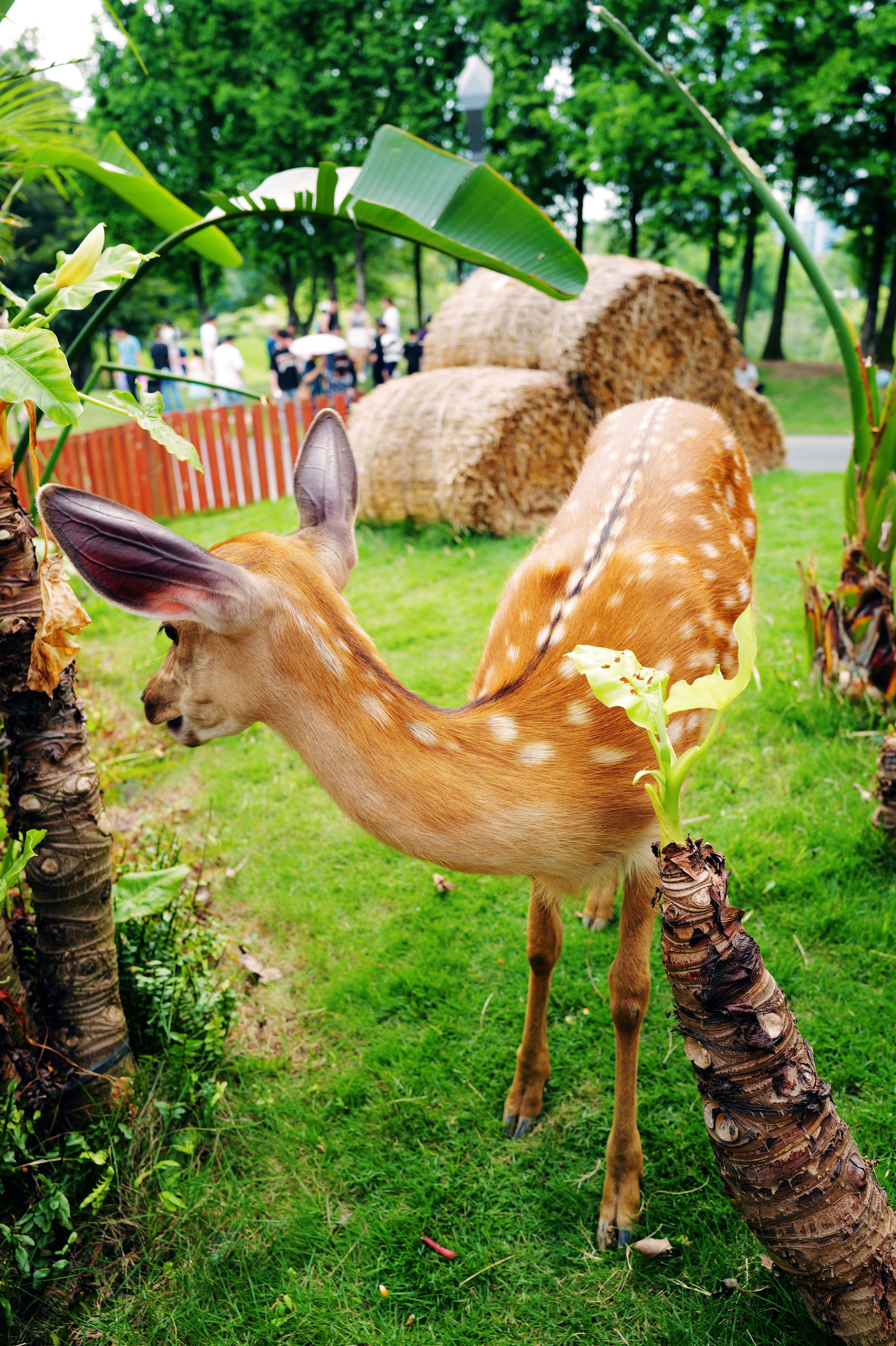 Fawn Amid Green: A Quiet Park Moment by Hay Bales
