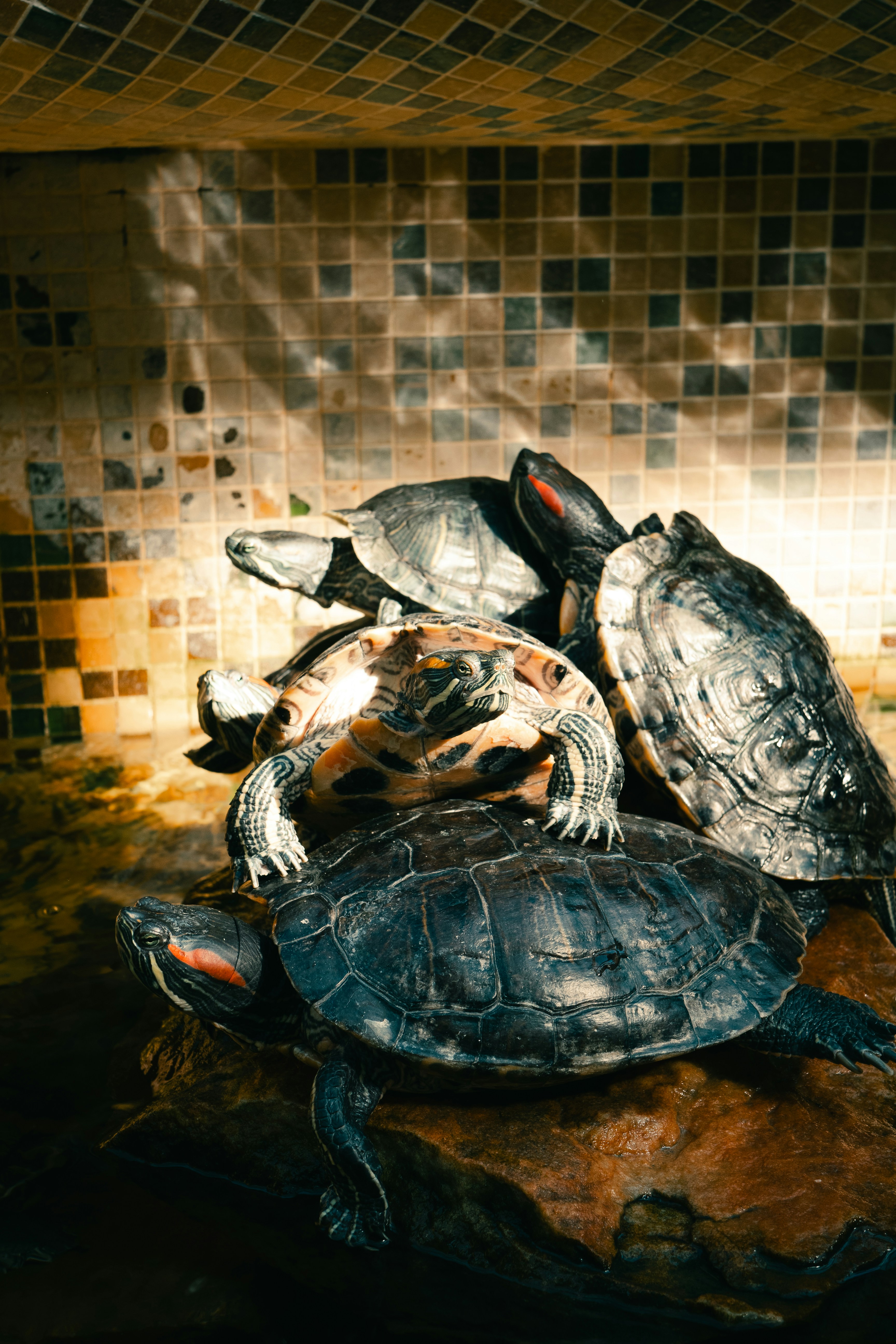 Group of turtles perched on a rock inside a tile-lined enclosure, illuminated by a warm spotlight.