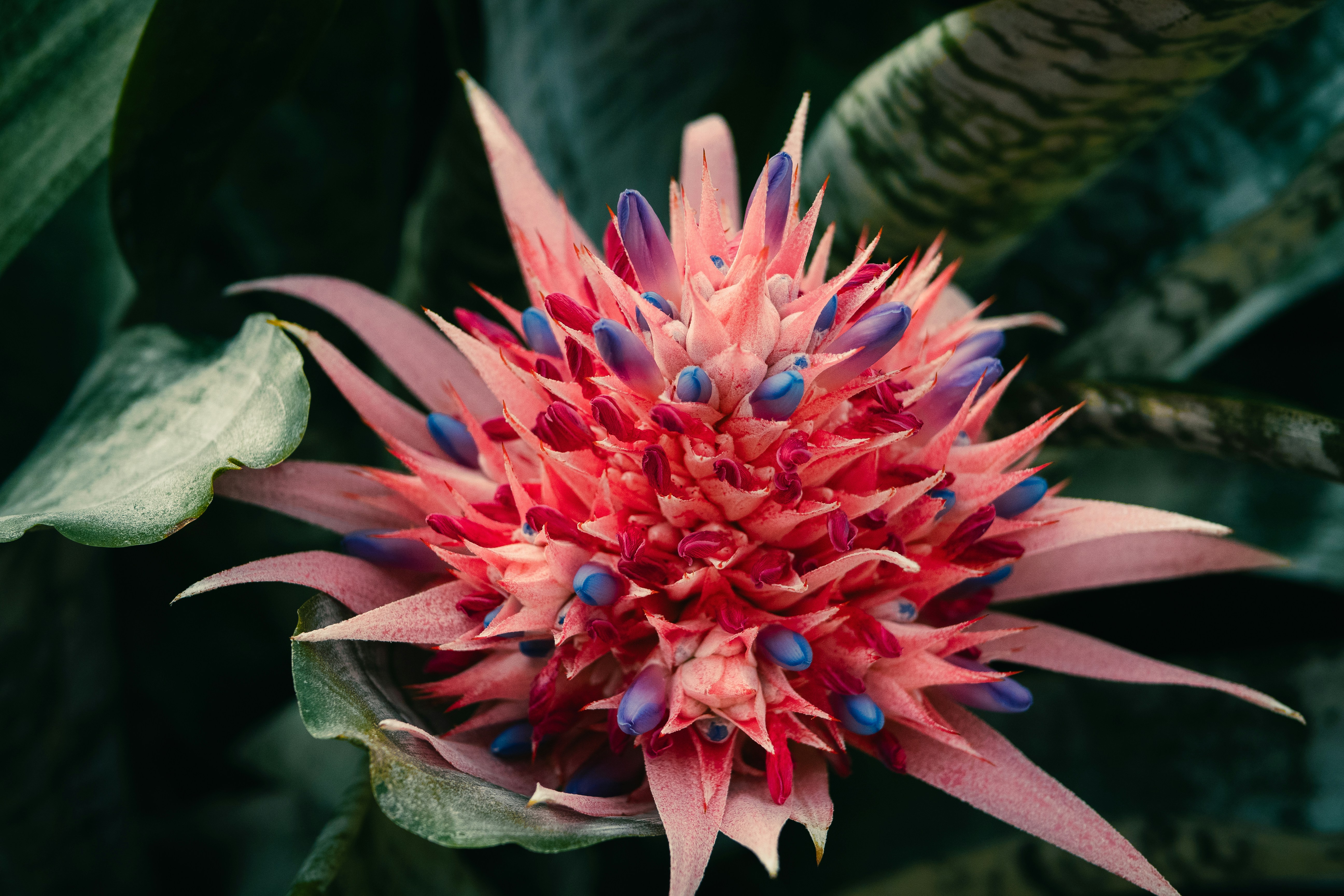 Crimson Starburst: a macro study of a tropical bloom