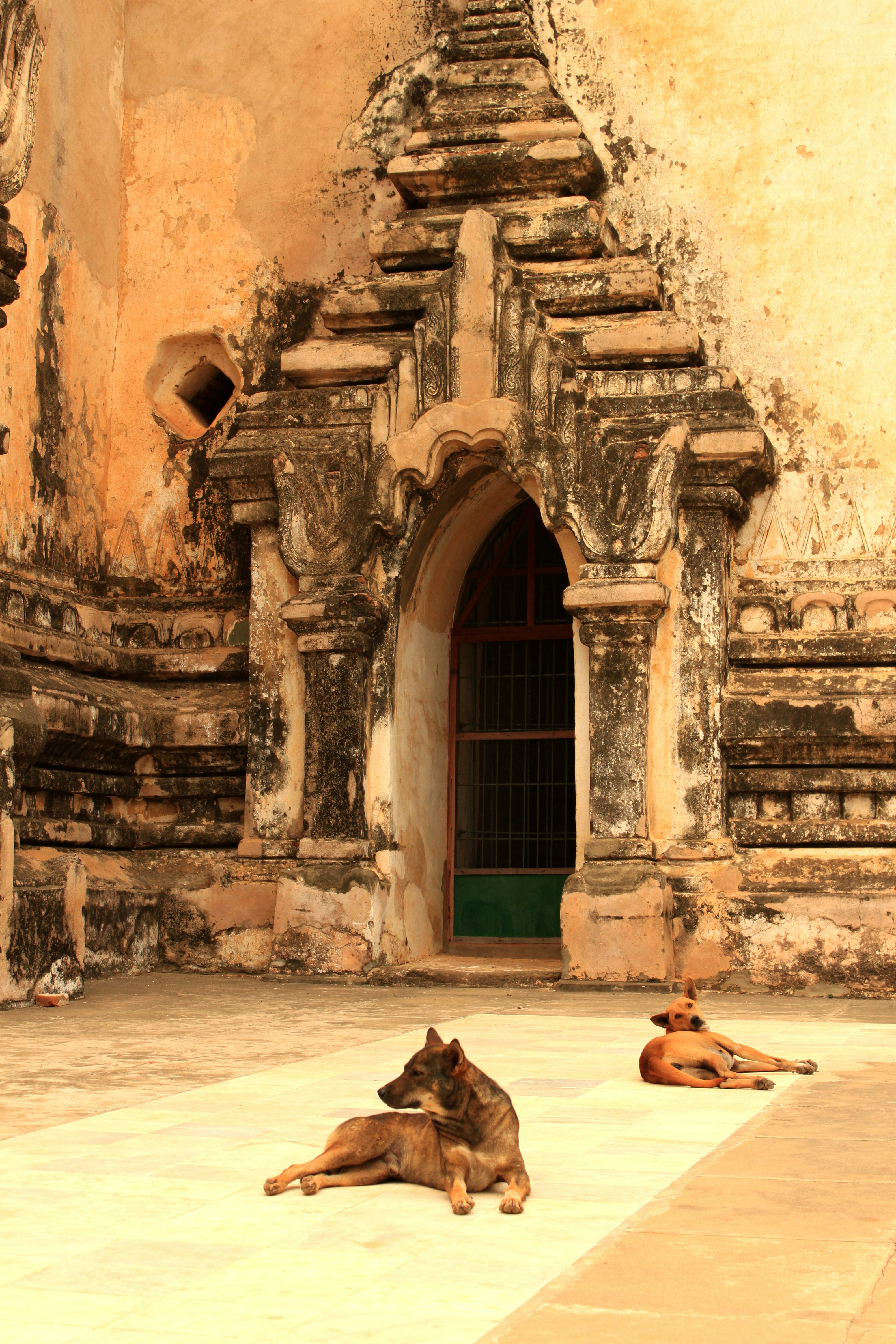 two dogs laying on the ground in front of a building