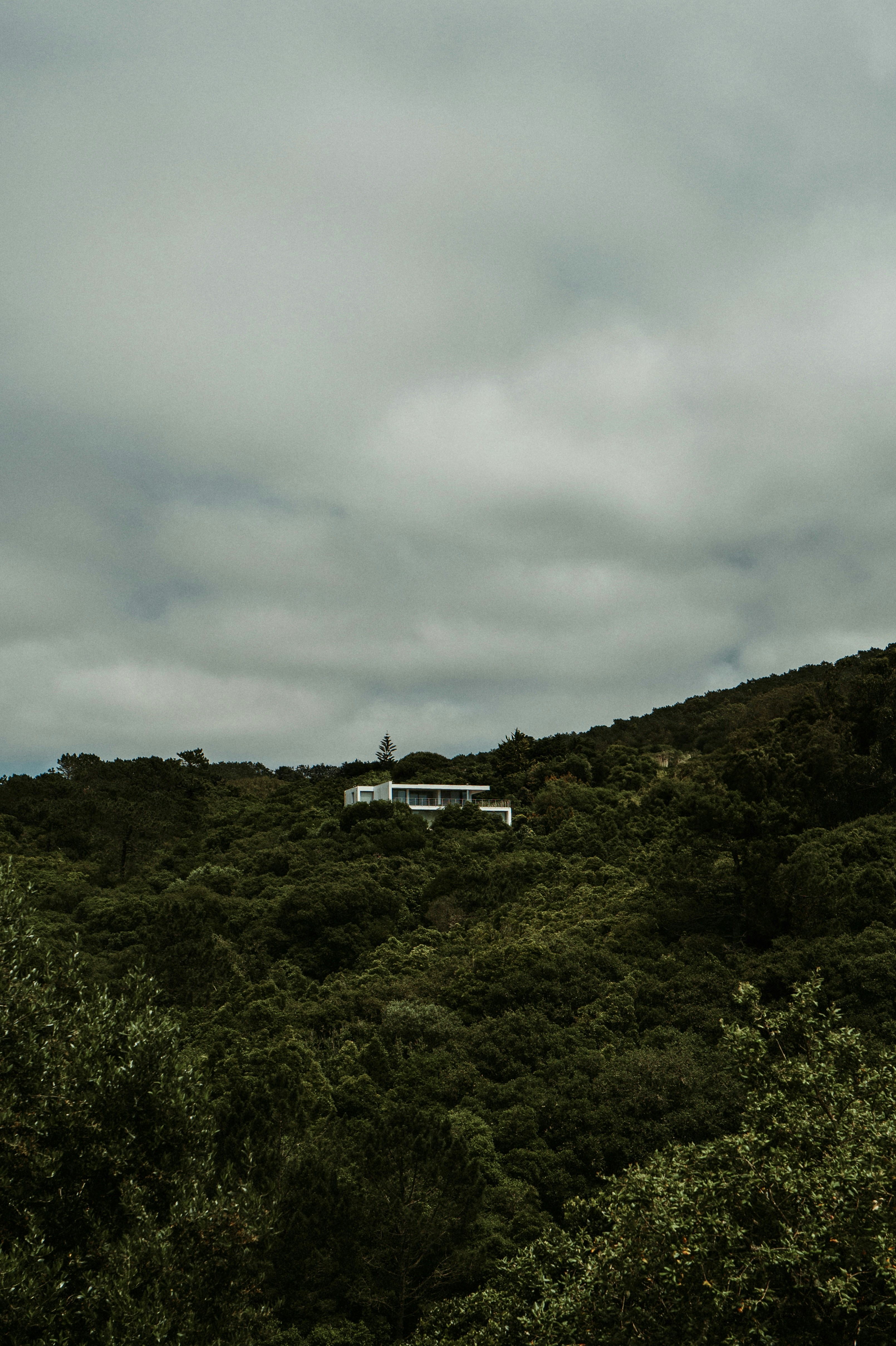Cloud-veiled Summit: A Modern House Among Pines