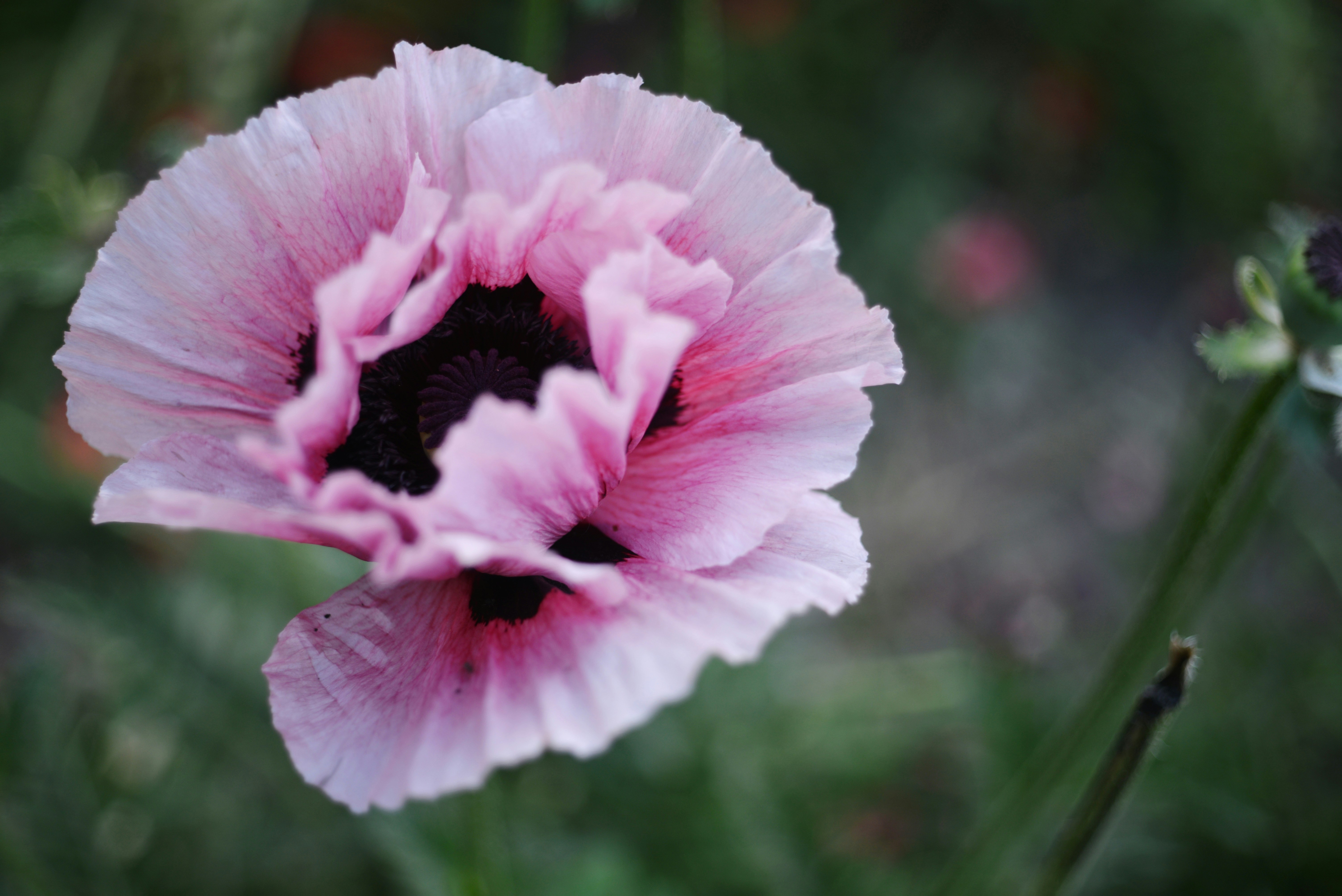 Center Stage Blush: A Pink Poppy Unfurling in Soft Garden Light