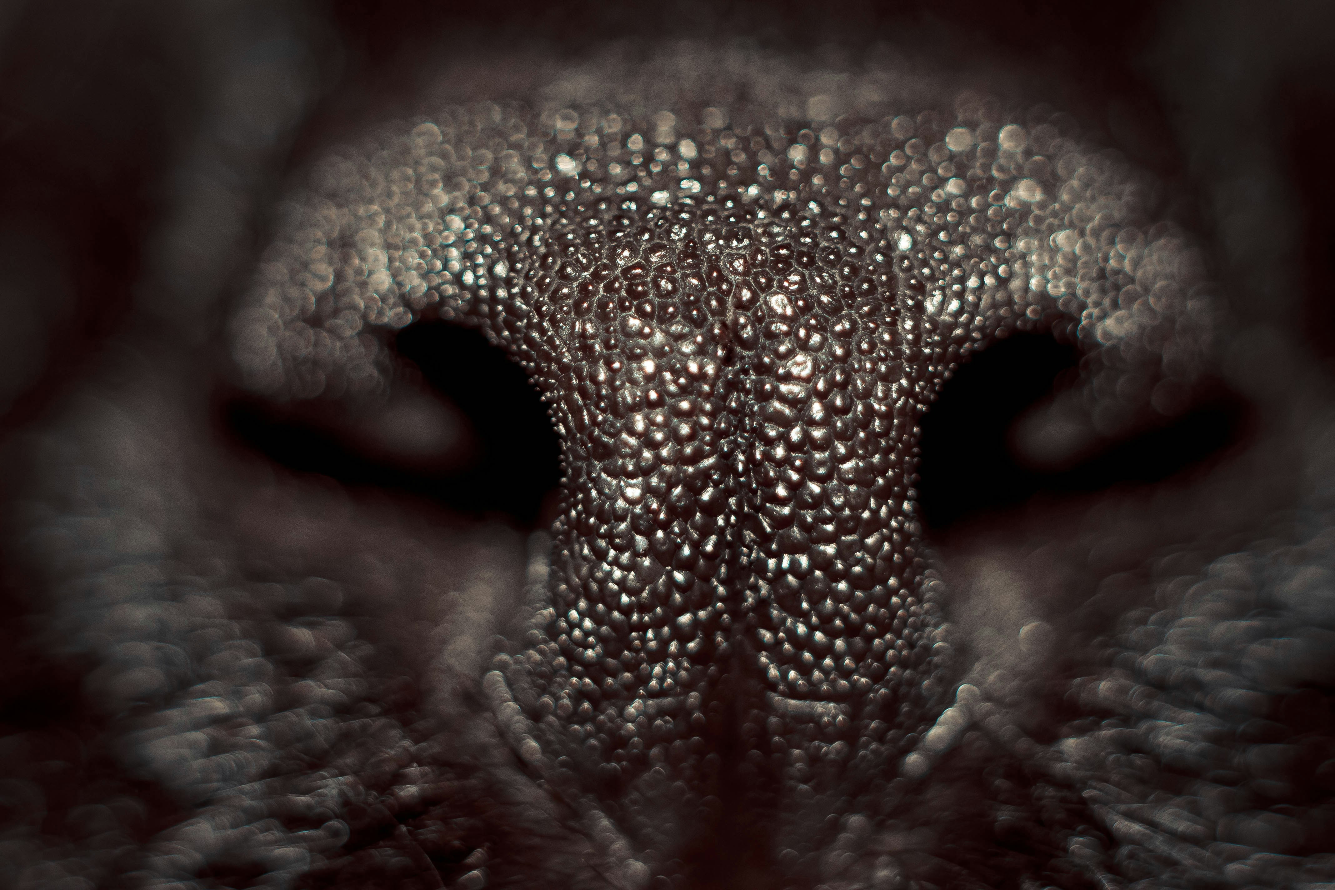 Dew-Dotted Macro: Close-Up of a Nose's Textured Ridge