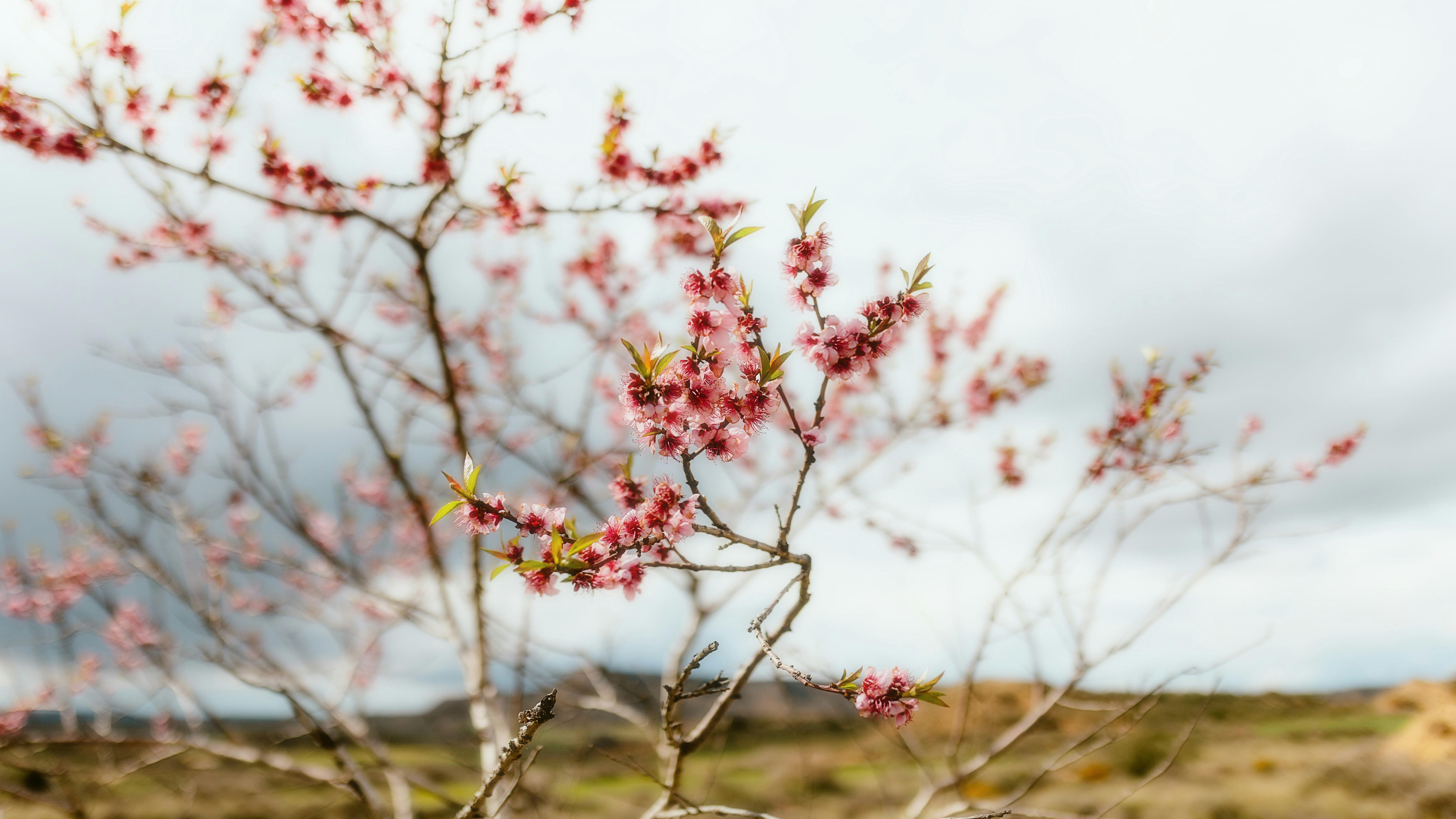 Photo by Alin Gavriliuc with Canon EOS R6