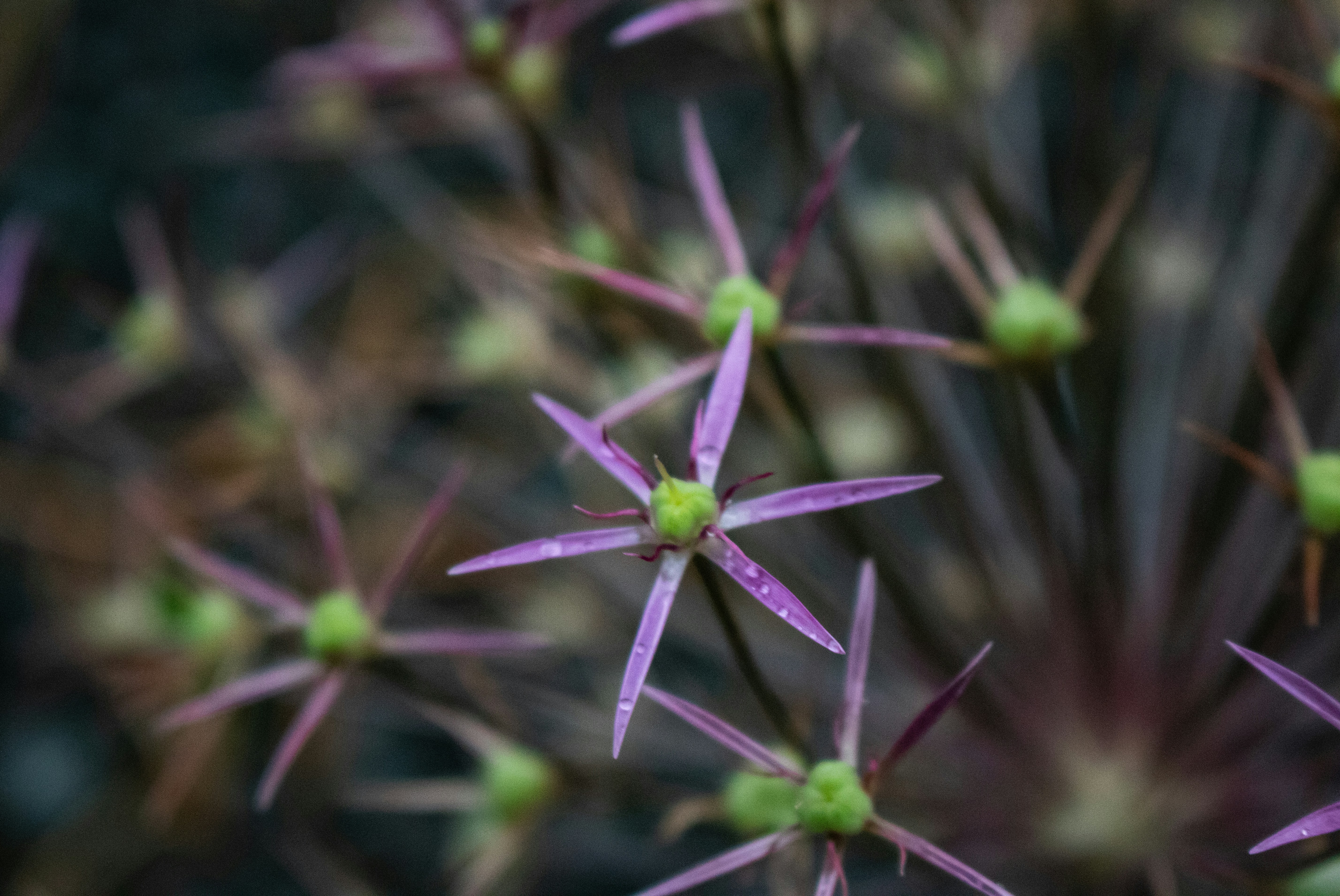 Allium cristophii, the Persian onion or star of Persia, is a species of flowering plant in the family Amaryllidaceae, native to Iran, Turkey, and Turkmenistan, though grown as an ornamental bulbous plant in many parts of the world. It may be sold under the synonym of Allium albopilosum. Star of Persia grows to 50 cm (20 in) and is cultivated in gardens for its large showy umbels of silvery pink star-shaped flowers, 20–25 cm (7.9–9.8 in) in diameter, which appear in early summer. The flowers are followed by attractive fruiting clusters.