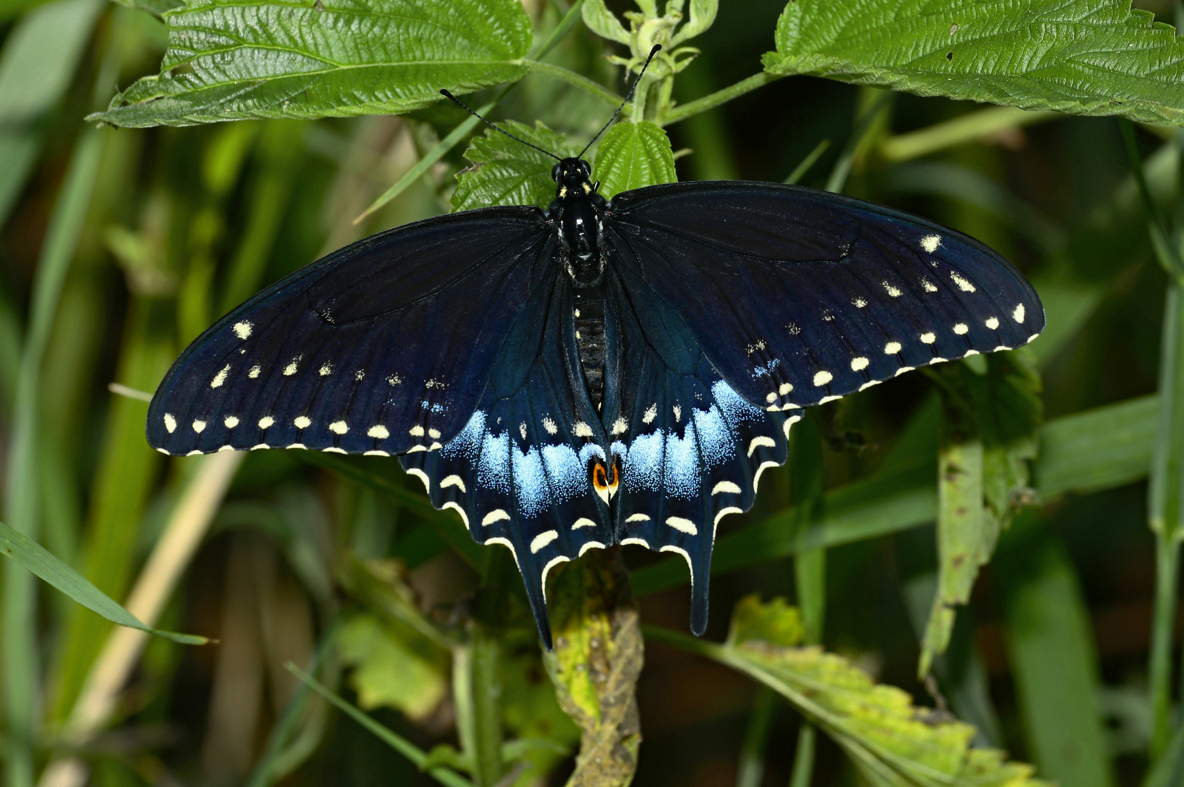 Eastern Black or Prairie Swallowtail (Papilio polyxenes asterius) female Ice Age National Scientific Reserve Unit, Baraboo, WI, USA