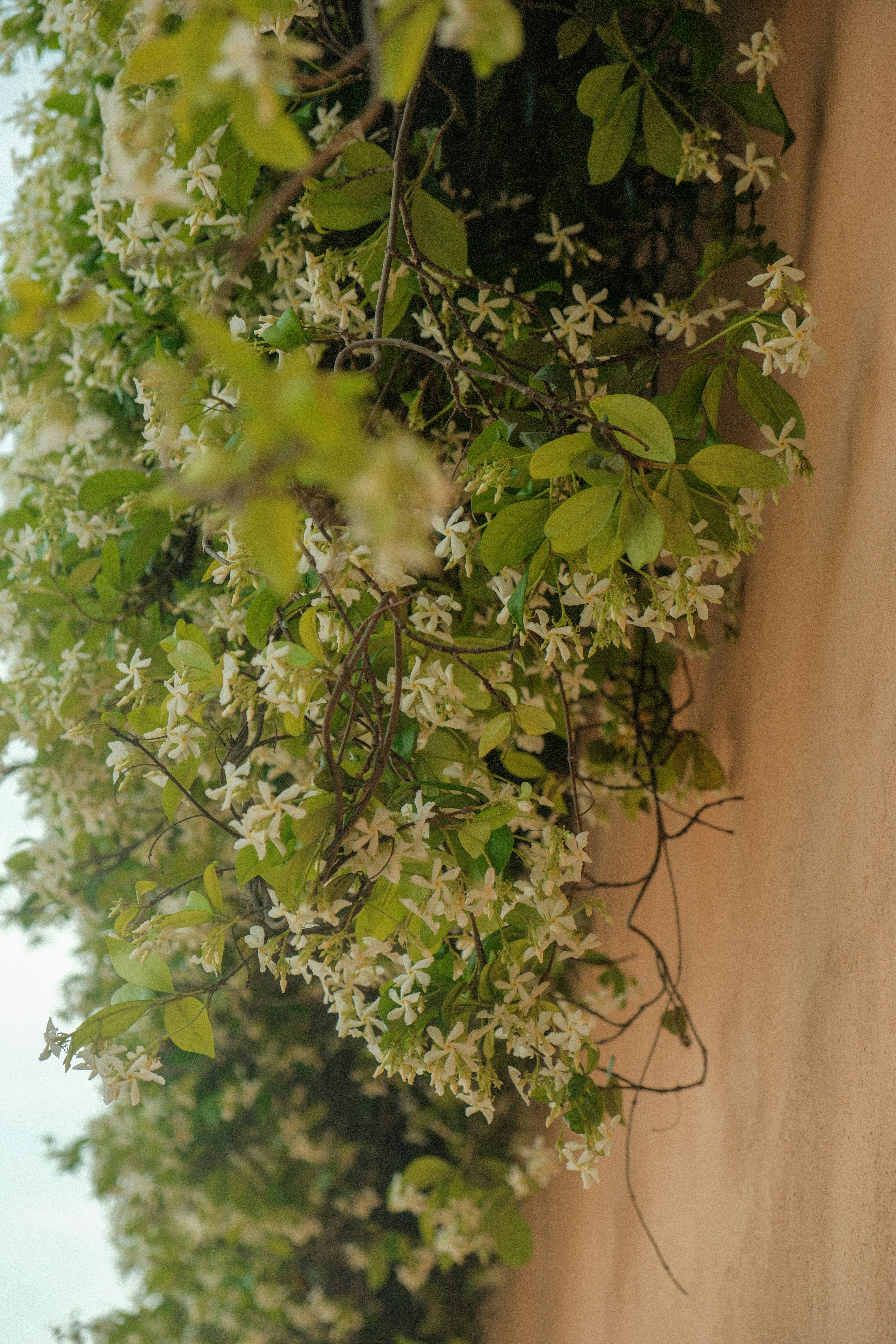 Petaled cascade along a sunlit terracotta wall