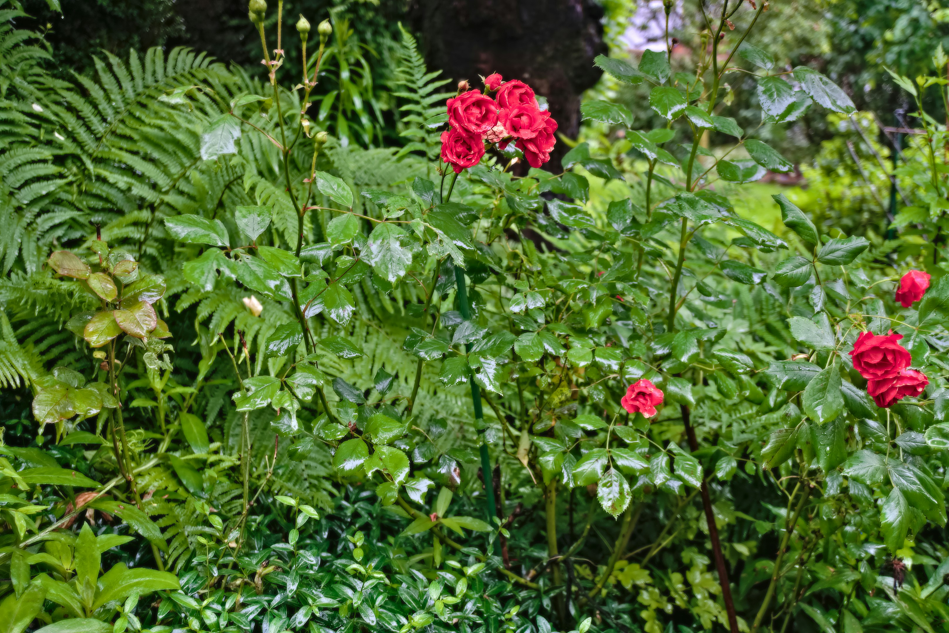 Crimson Rose Breaks Through a Veil of Green Ferns