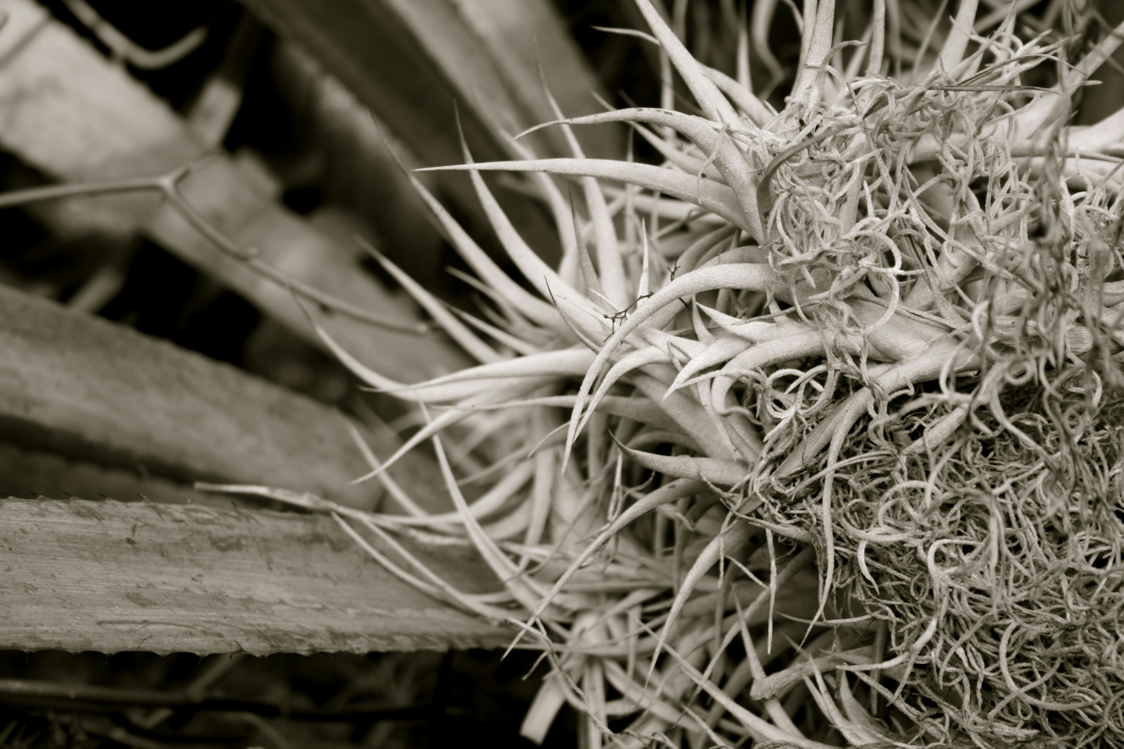 Barbed Crown: A Monochrome Close-Up of Dried Thistles and Weathered Wood